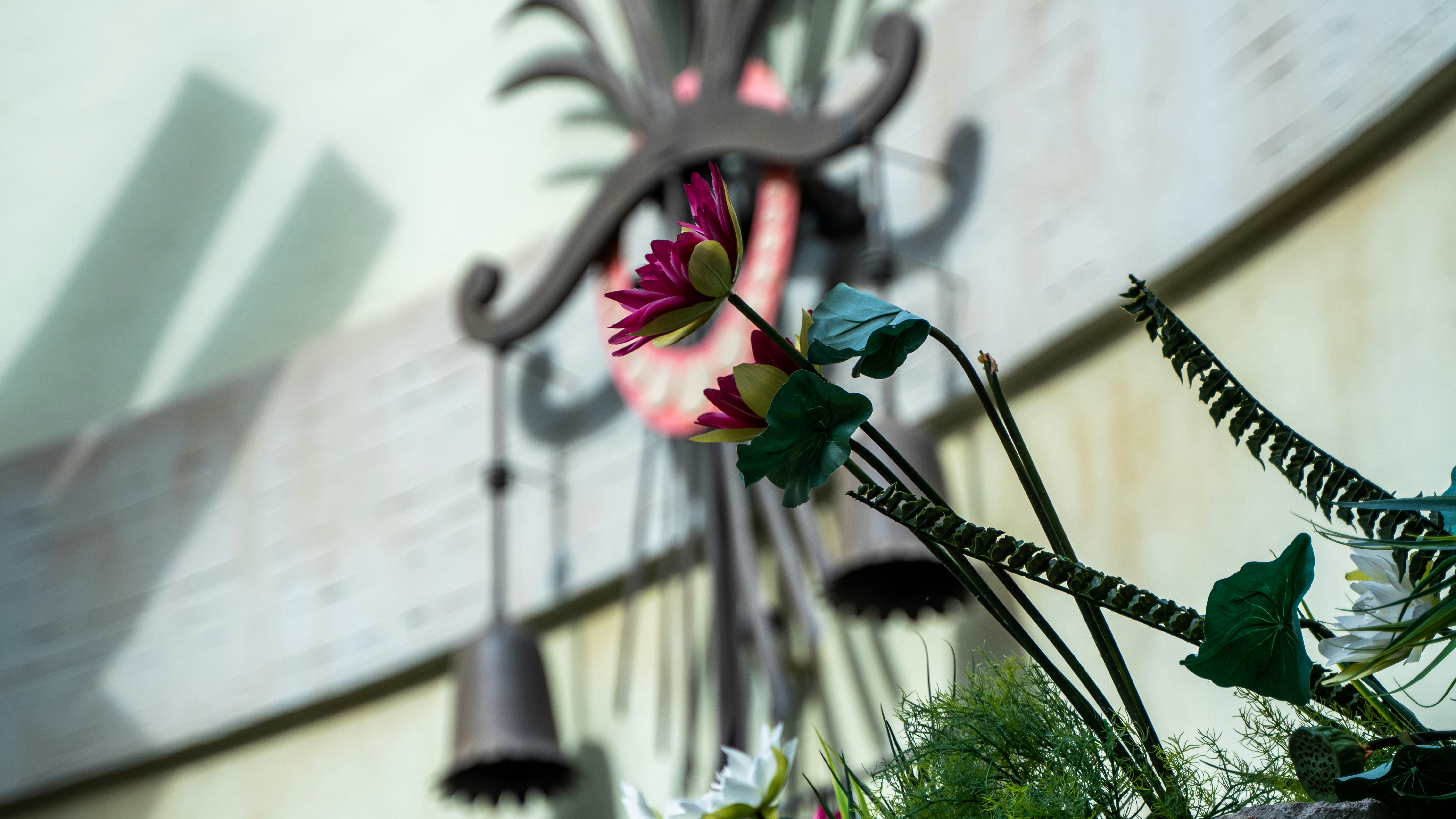 Urban Garden Bloom: A Pink Daisy Reaching Toward the Sunlit Bell
