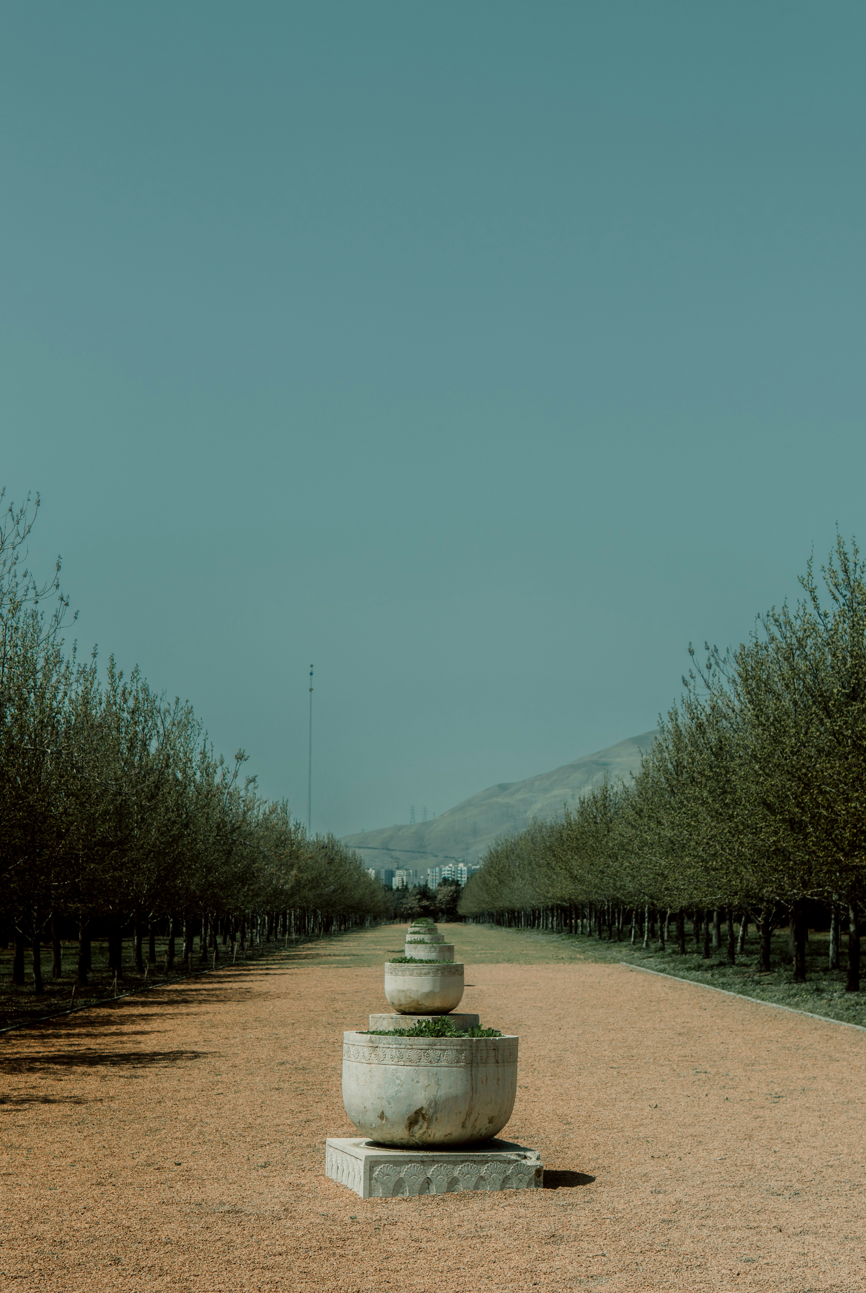 A dirt road lined with rows of trees photo – Free Grey Image on Unsplash