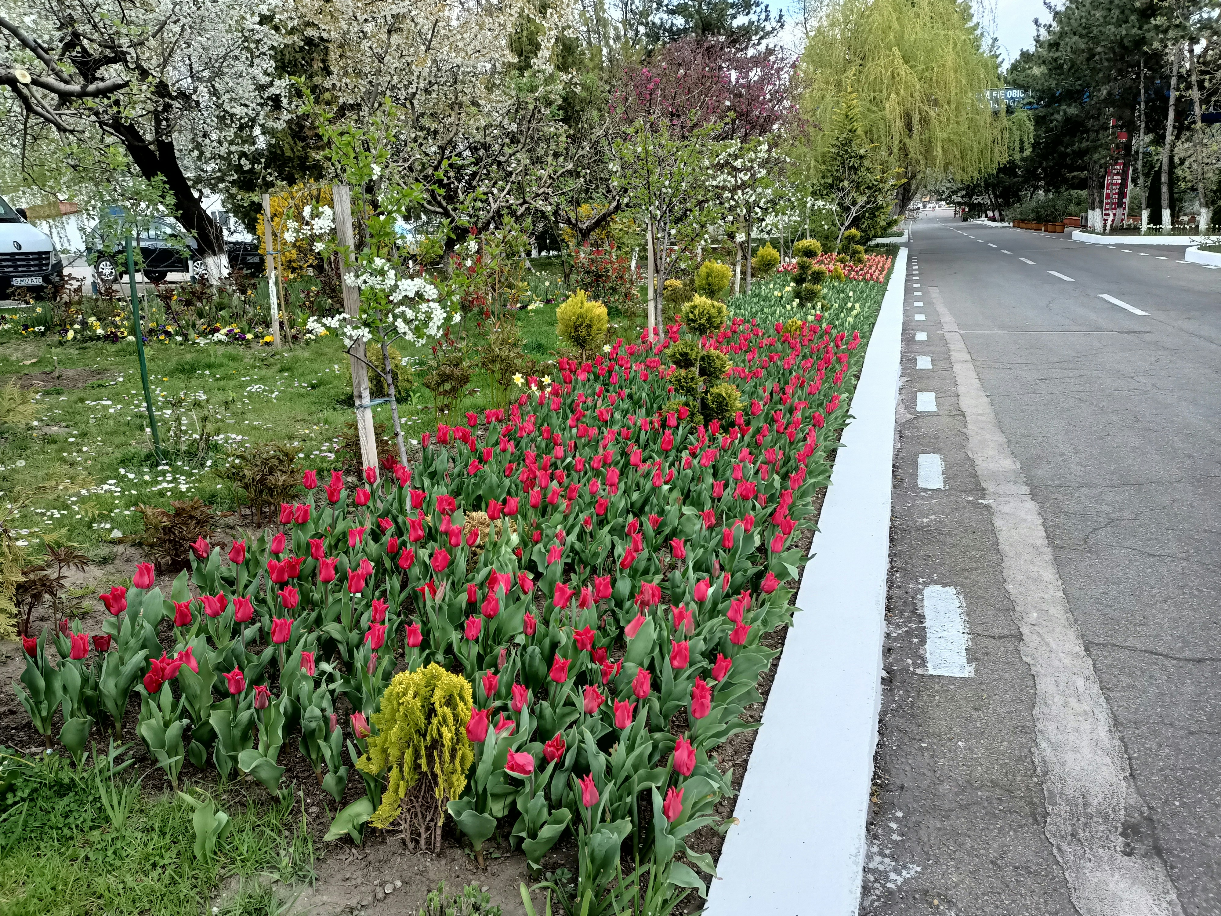 A vibrant display of red tulips lines a well-maintained roadside garden, complemented by blossoming trees and greenery. The scene captures the essence of spring's beauty.