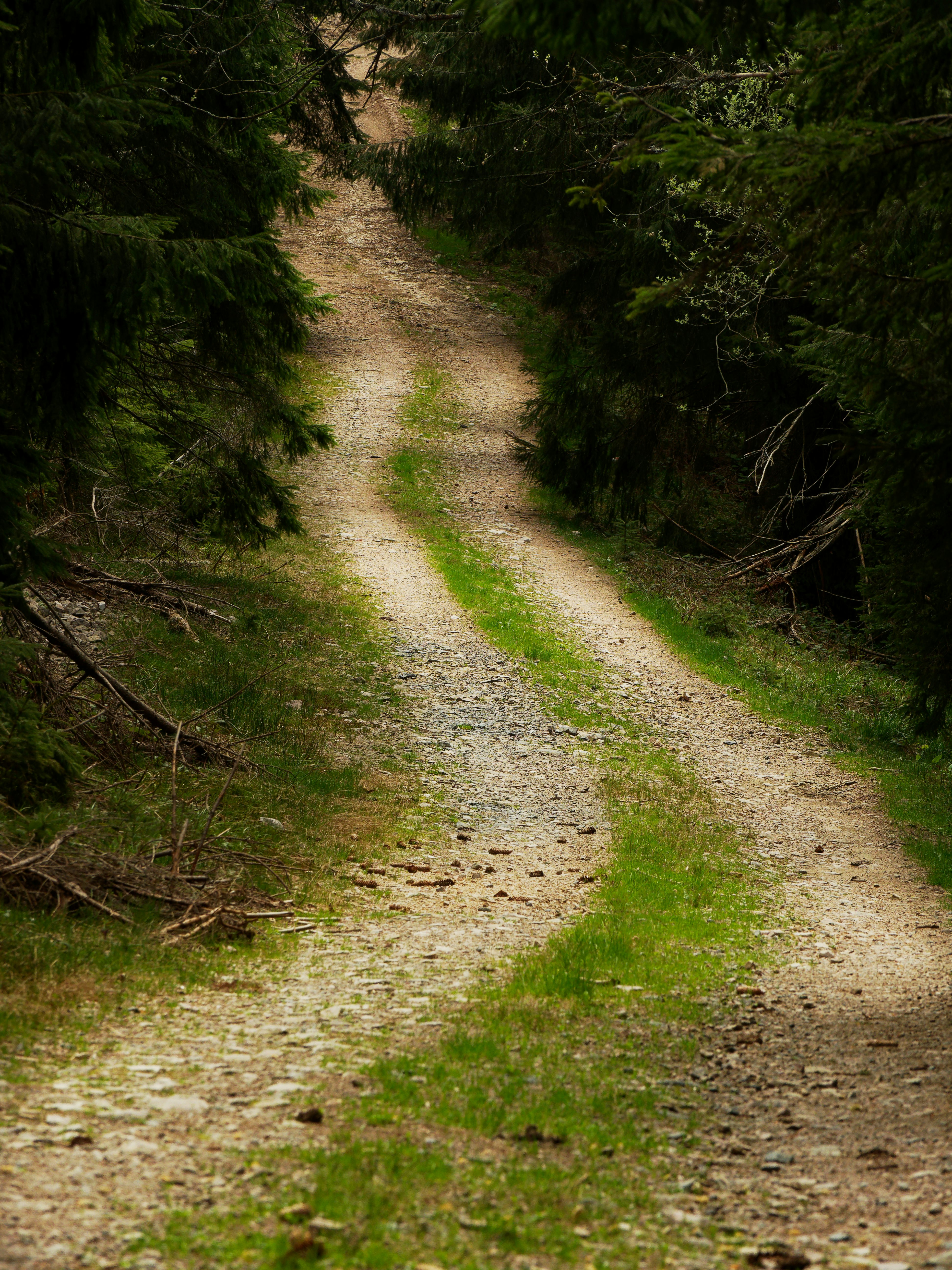 Gravel path meandering through a lush forest, bordered by dense greenery and scattered stones.