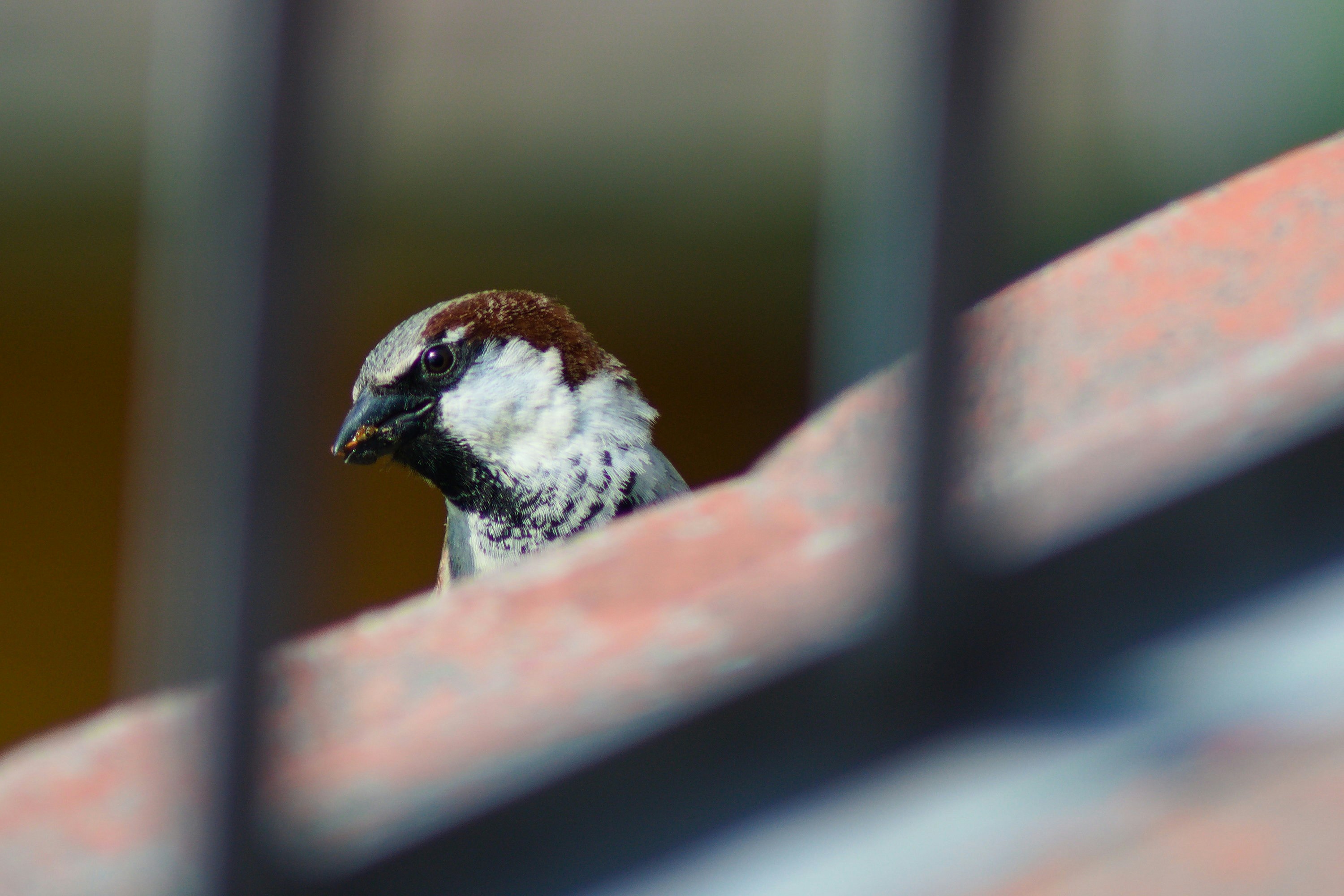 Between Rails: A Sparrow's Quiet Look Over a Brick Barrier