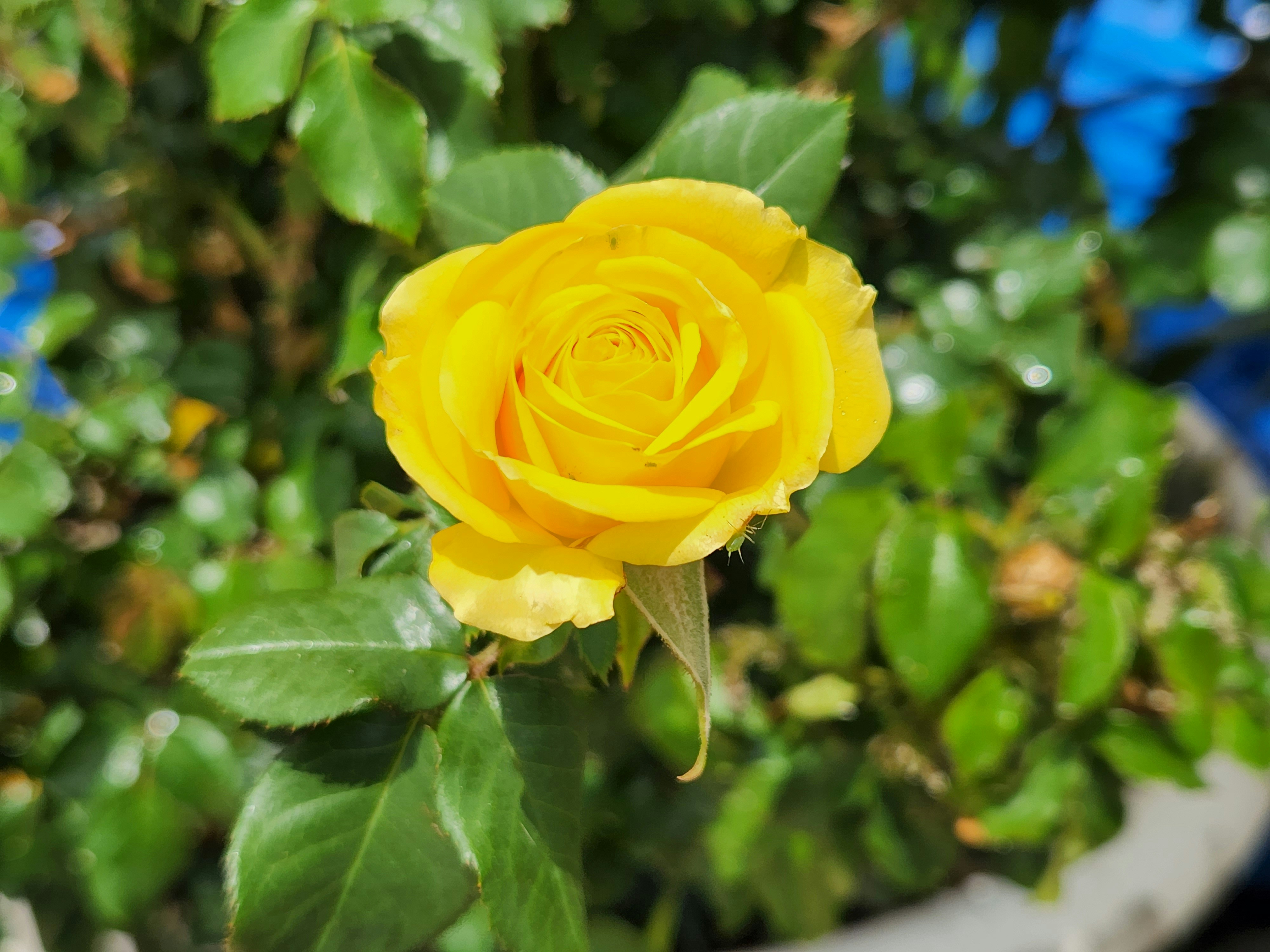 Yello Background Pictures | Download Free Images on Unsplash