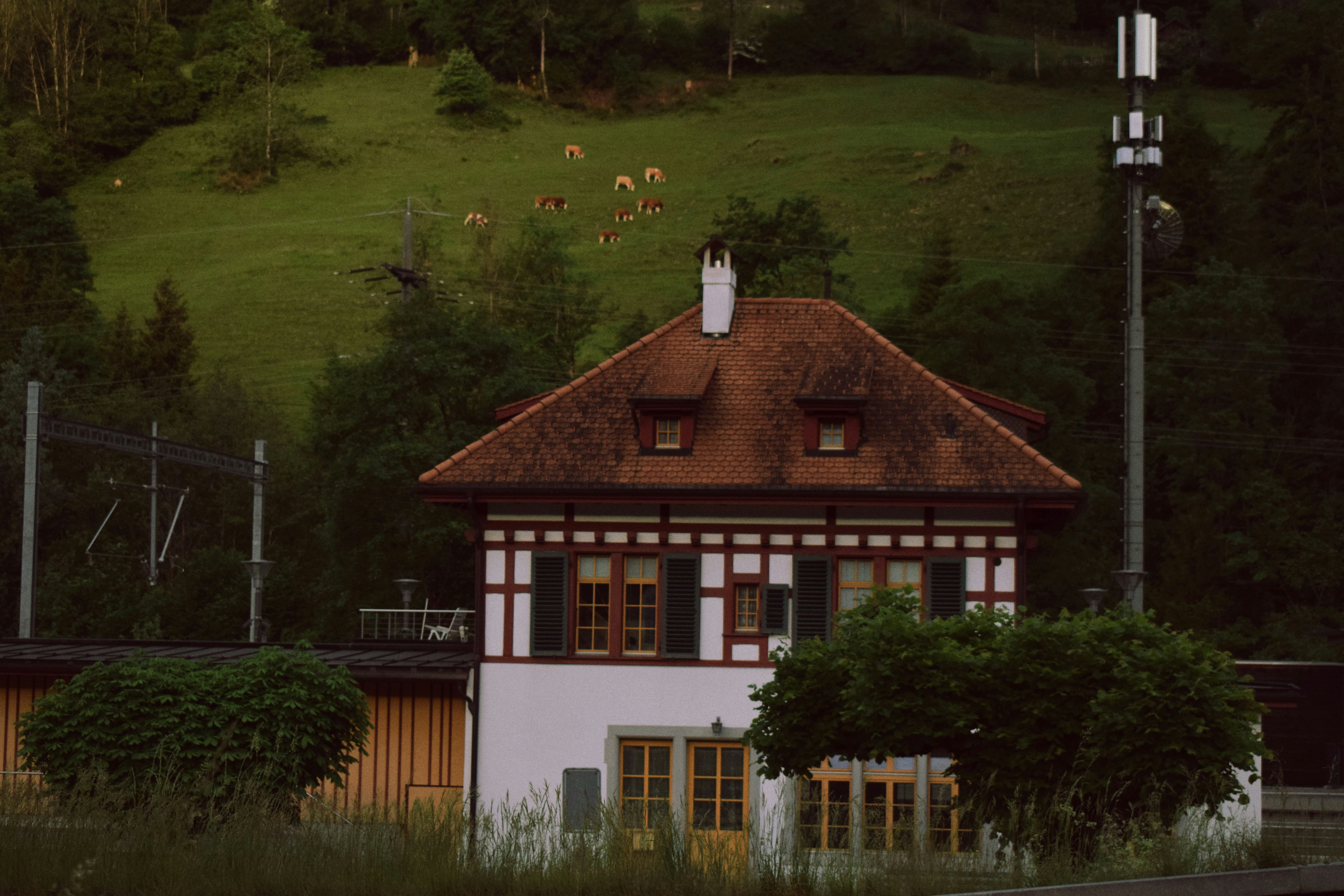 Traditional Swiss-style house nestled at the foot of a lush hillside, with grazing cattle in the background.