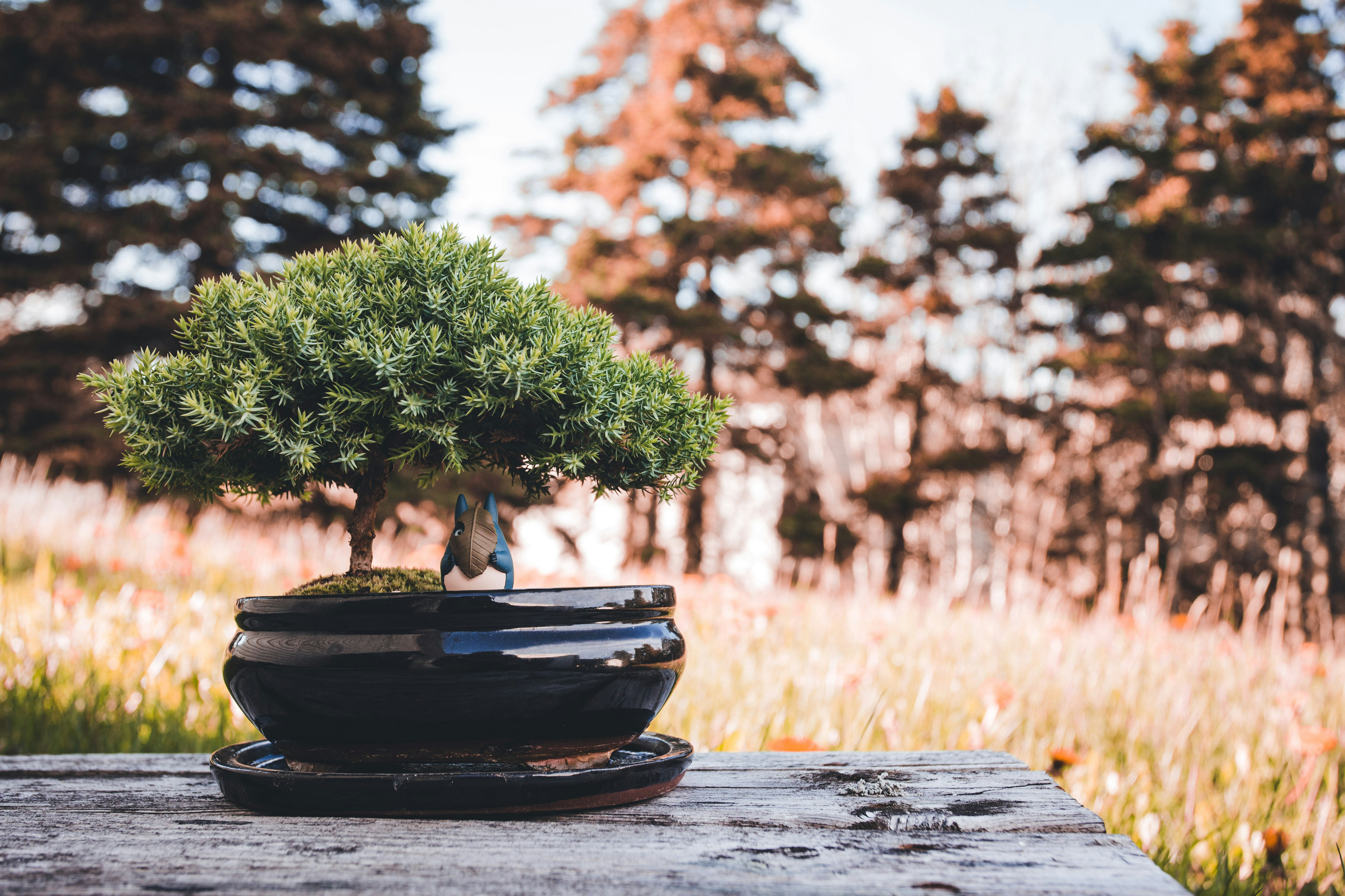 Quiet Bonsai on Weathered Wood, Framed by a Sunlit Meadow