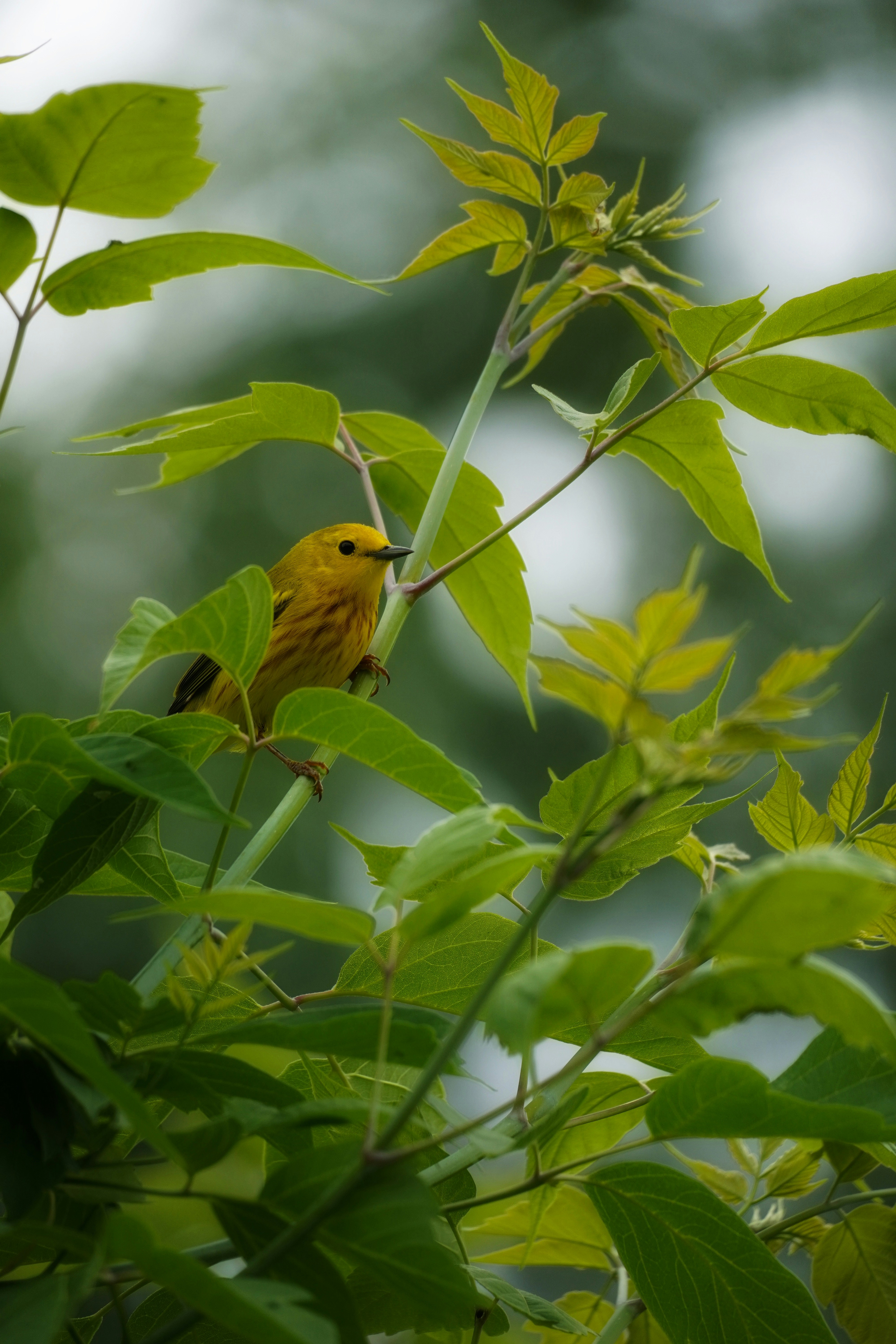 Yellow warbler perched among vibrant green foliage, blending into its natural habitat.