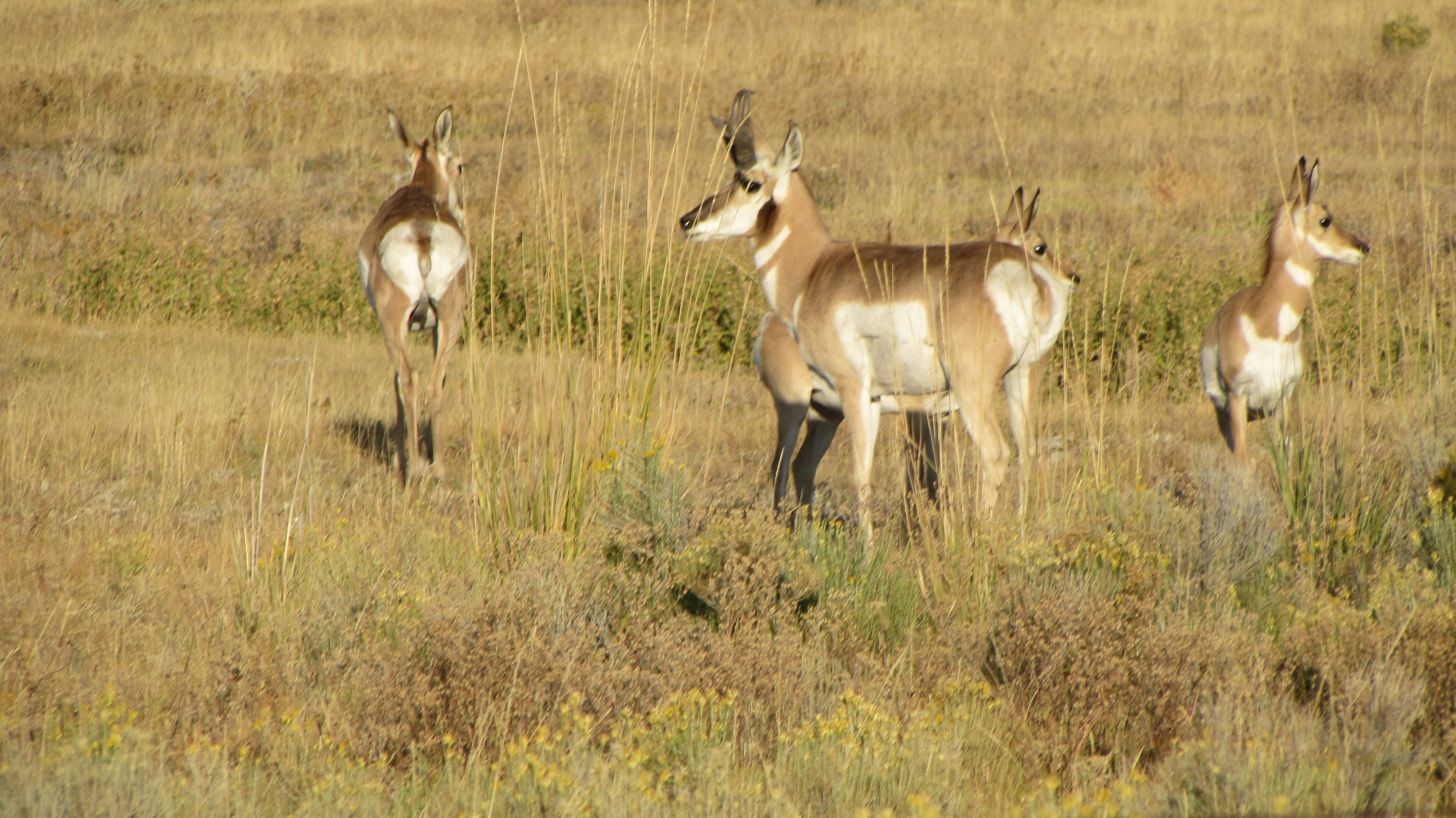 Pronghorn | three antelope standing in a field of tall grass