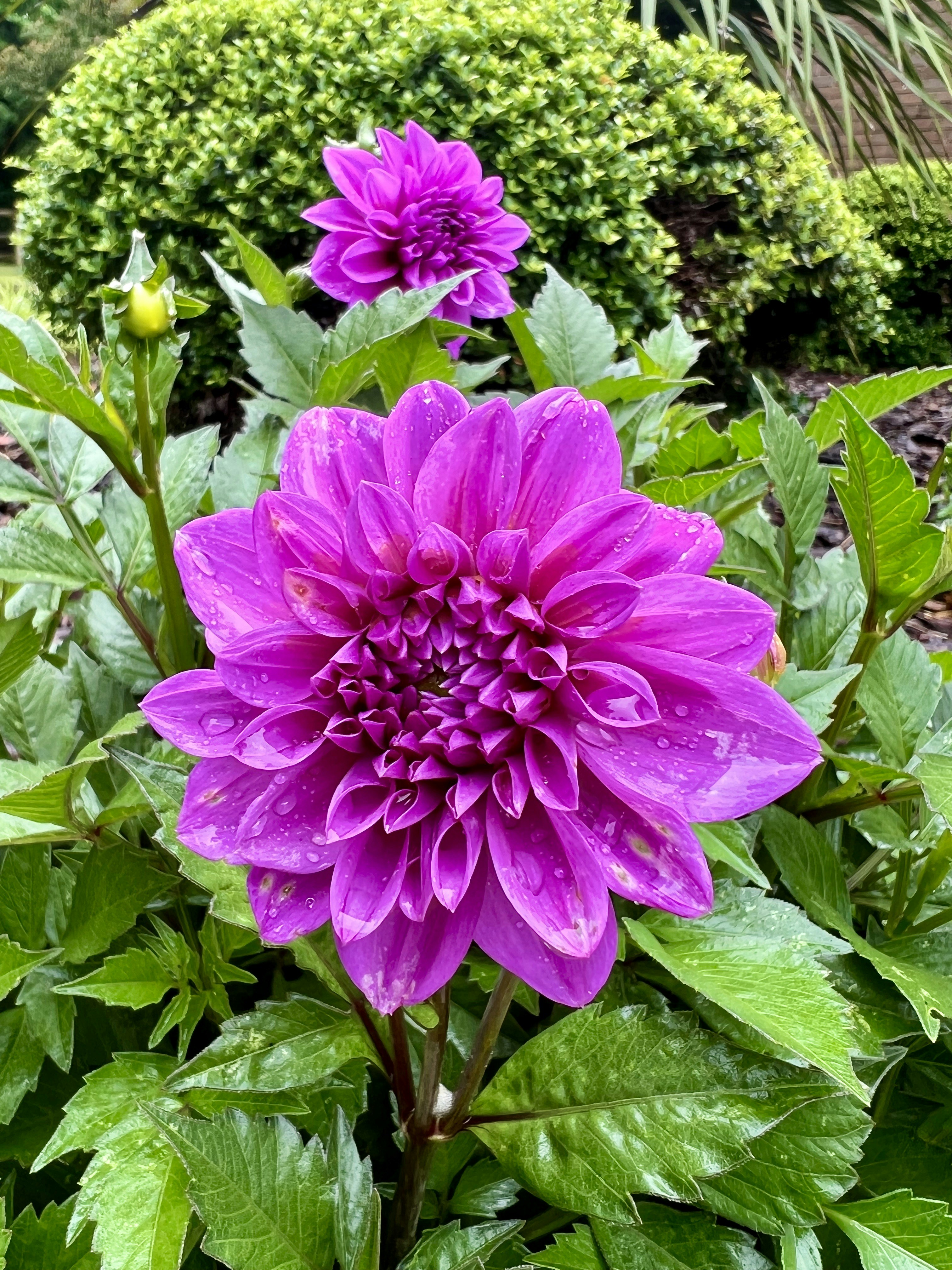 Magenta Dahlia in Morning Dew: A Bold Bloom Among Garden Leaves