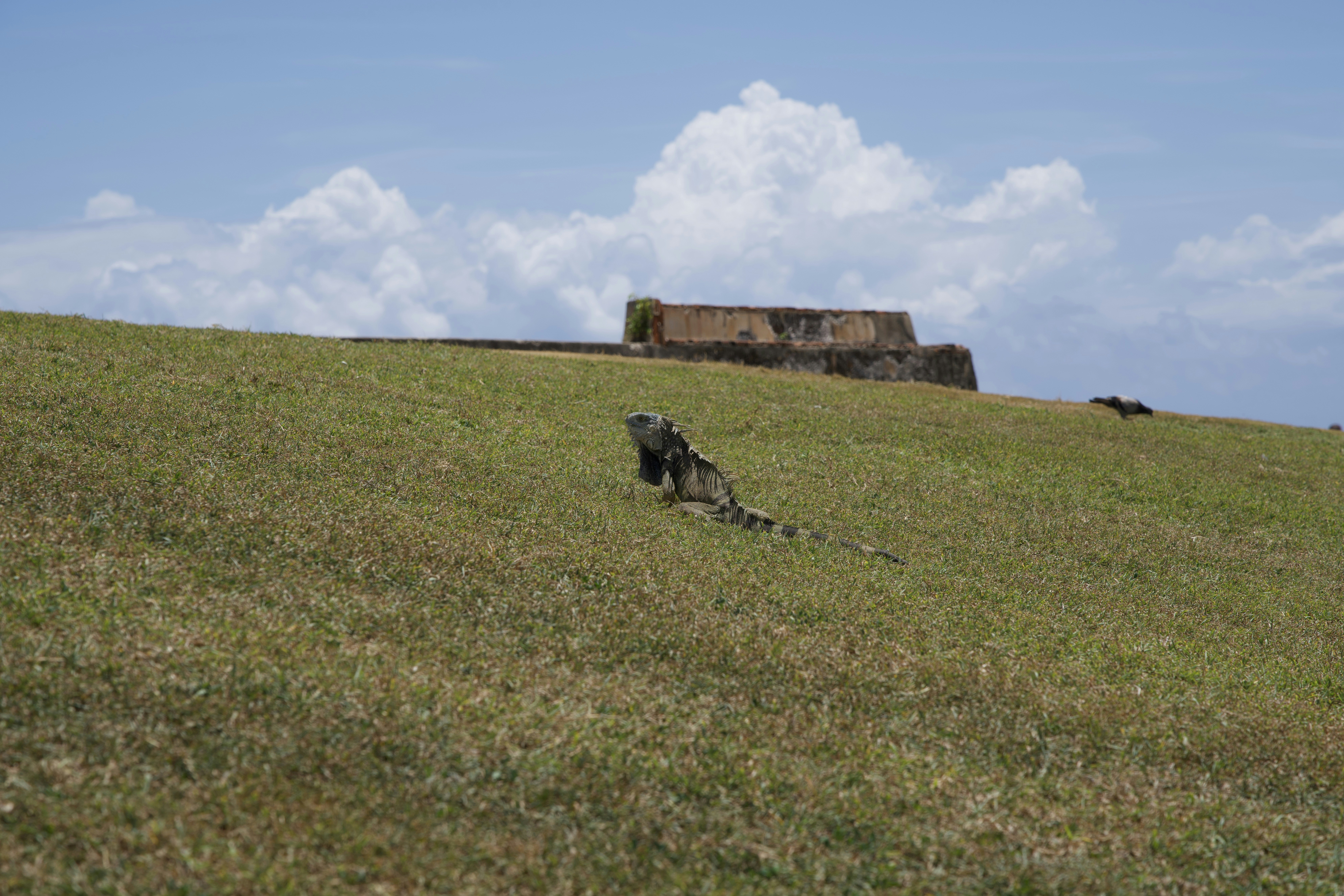 Sunlit Slope Sentinel: A Monitor Lizard Pauses on the Grassy Rise