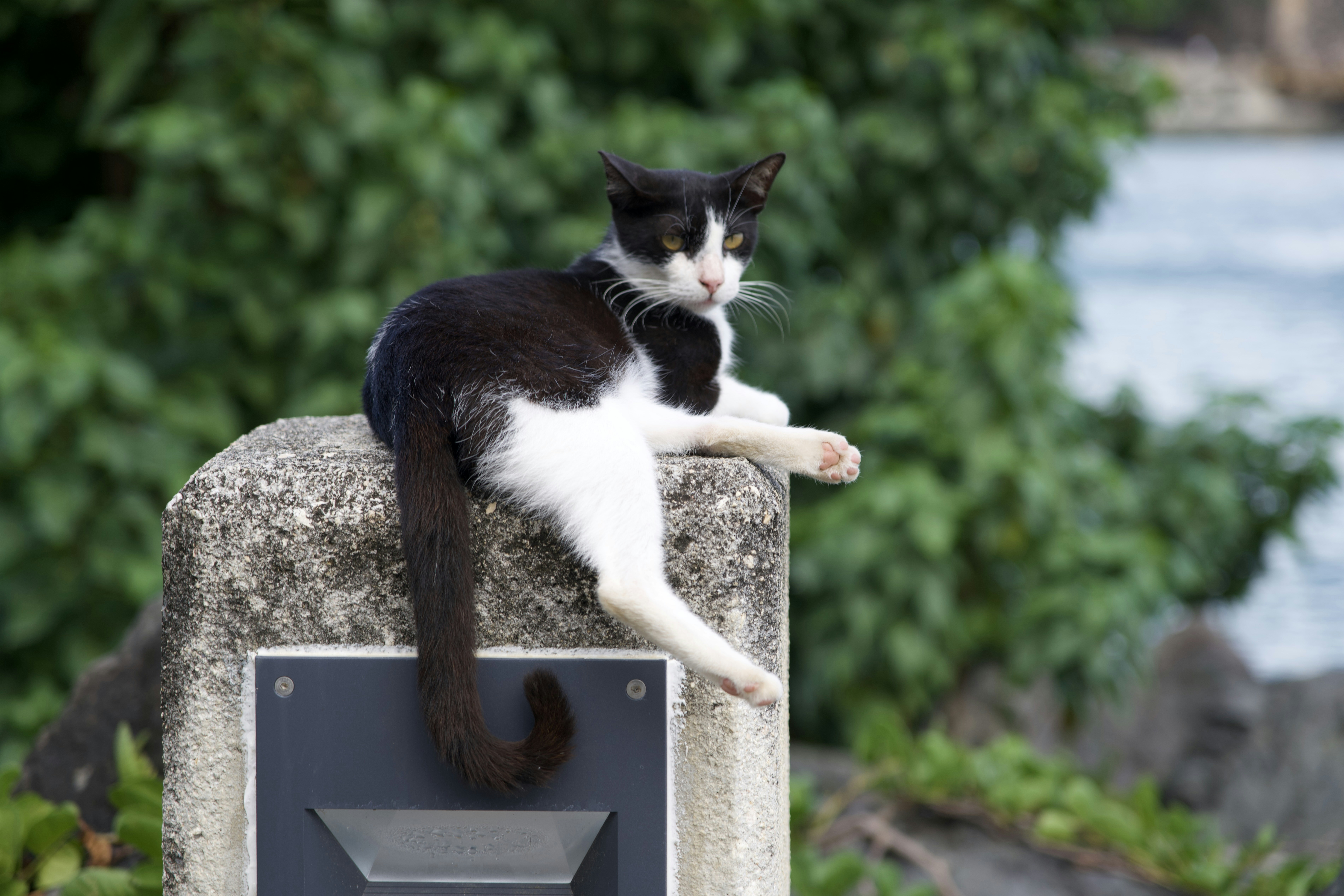 a black and white cat laying on top of a cement wall