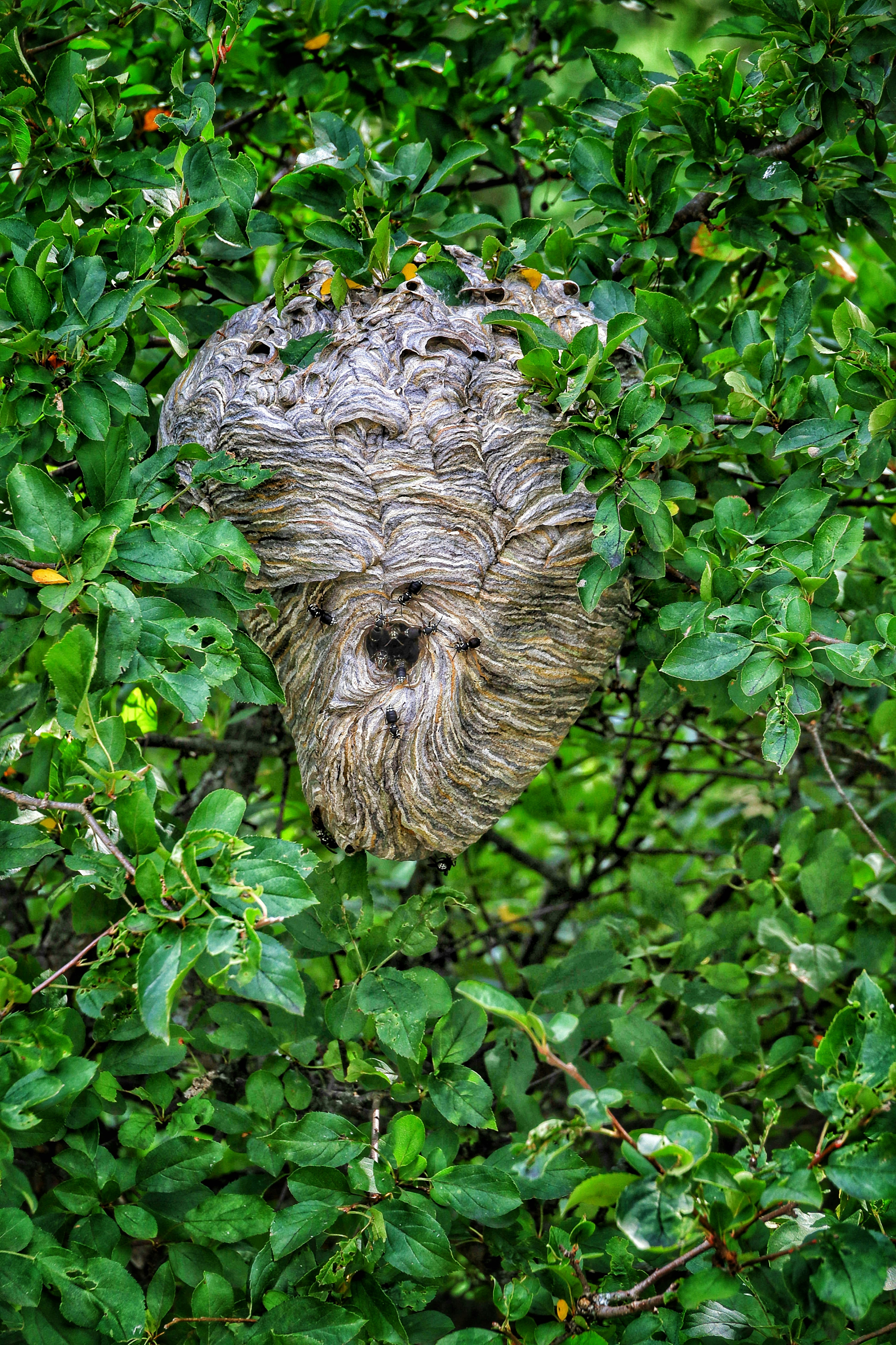 A hornet's nest camouflaged within lush green foliage, showcasing nature's craftsmanship and the delicate balance of habitat. 