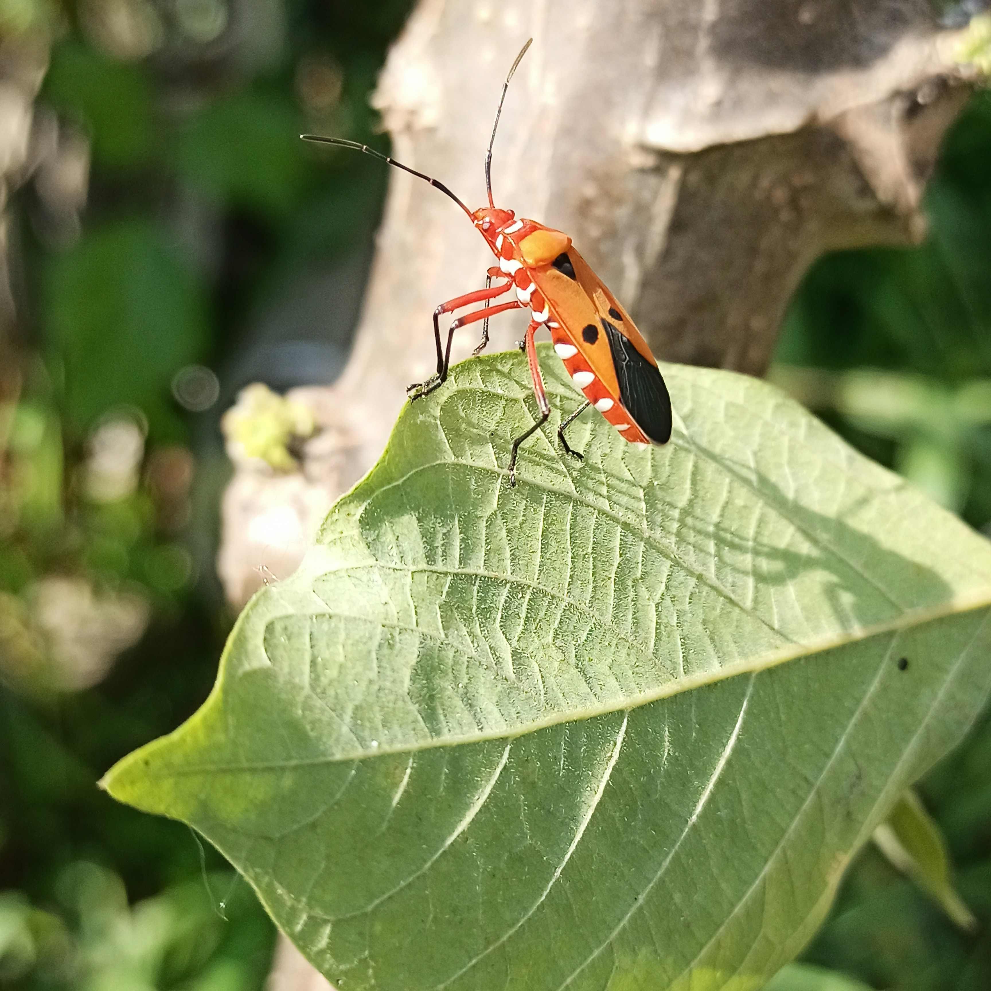 Macro shot of a red-orange bug with black markings perched on a veined green leaf, sunlit with a blurred background.