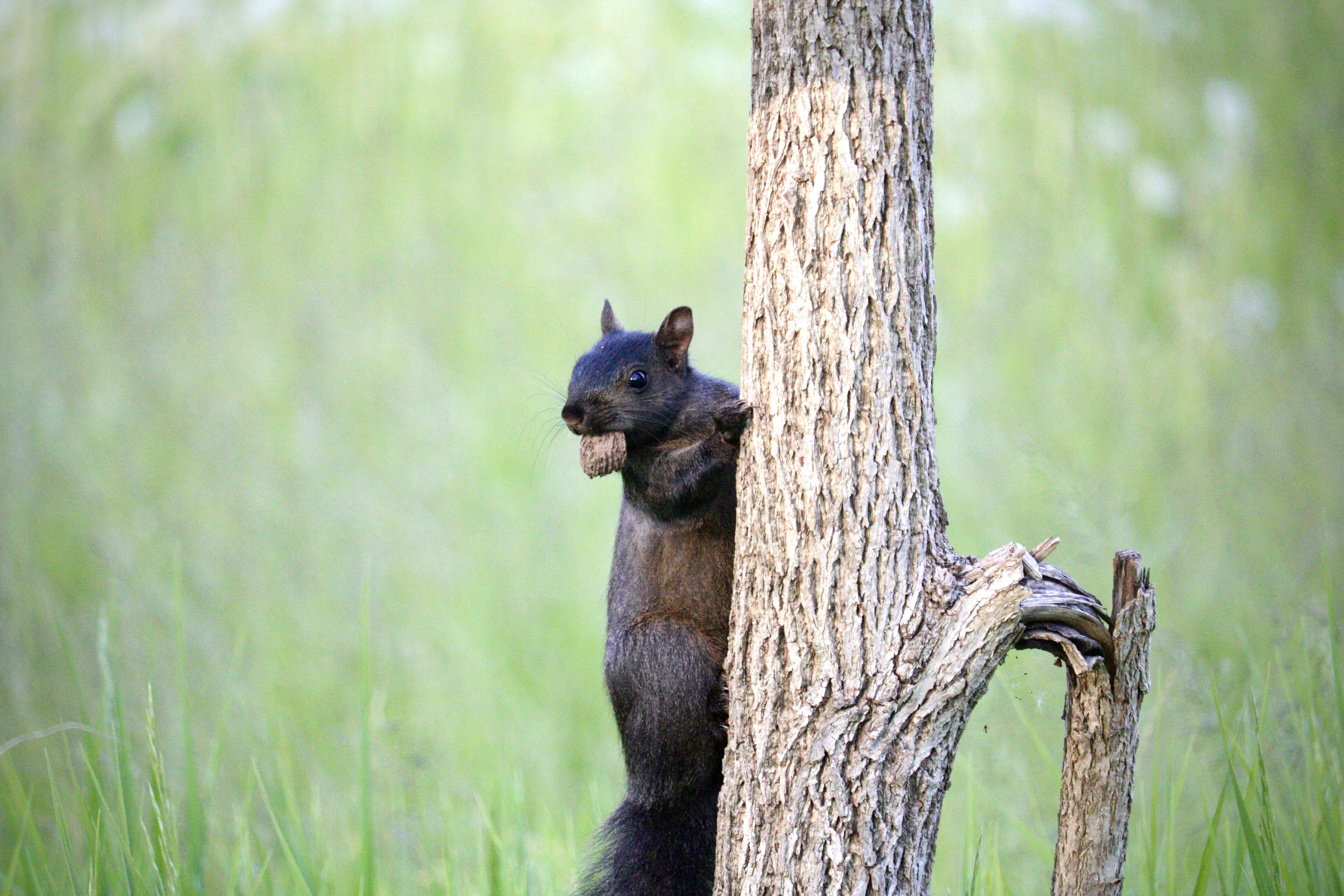 Peek Behind the Bark: Squirrel Emerges in a Sunlit Meadow