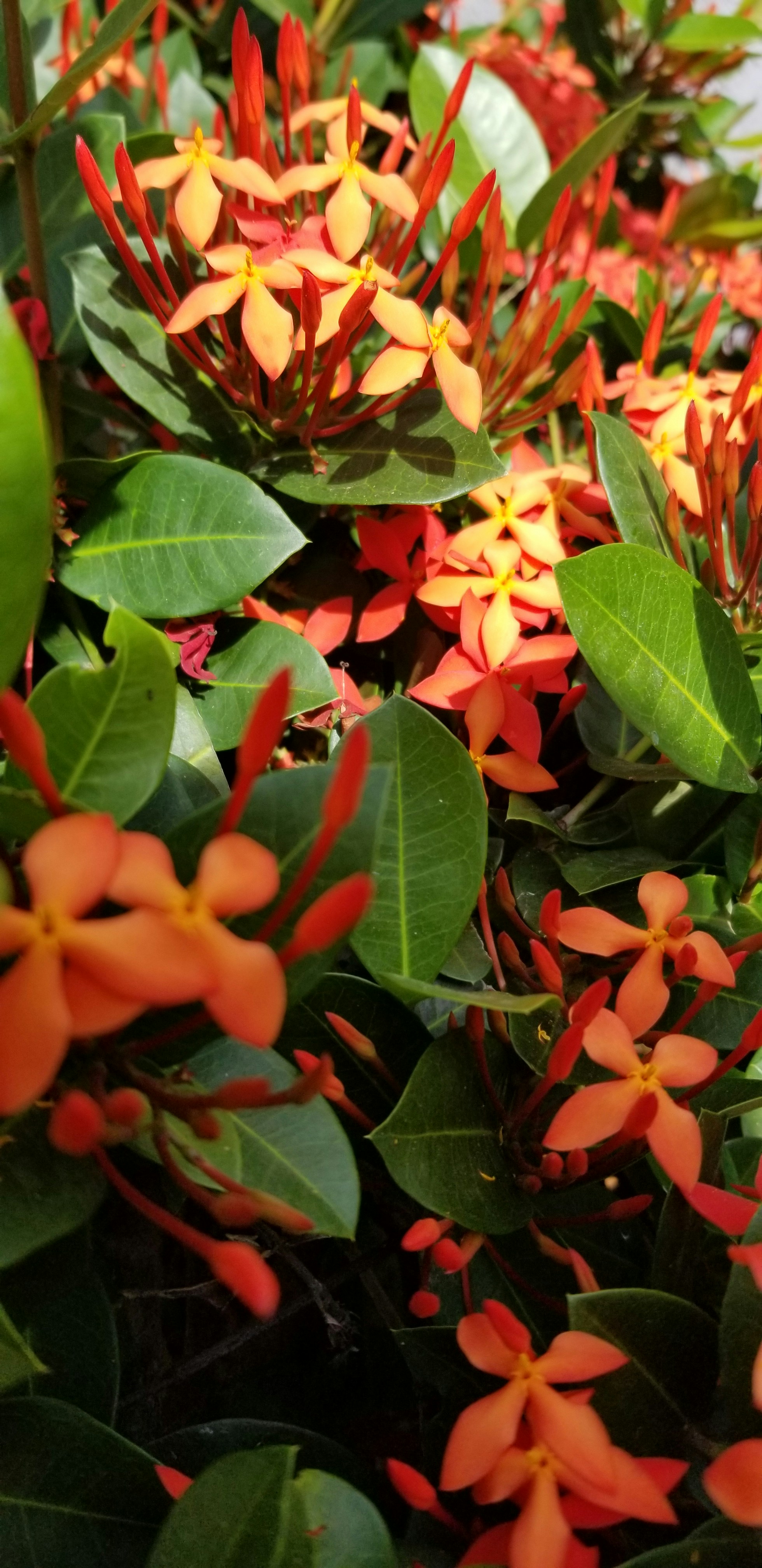 Crimson Bloom Burst among Green Vein-etched Leaves