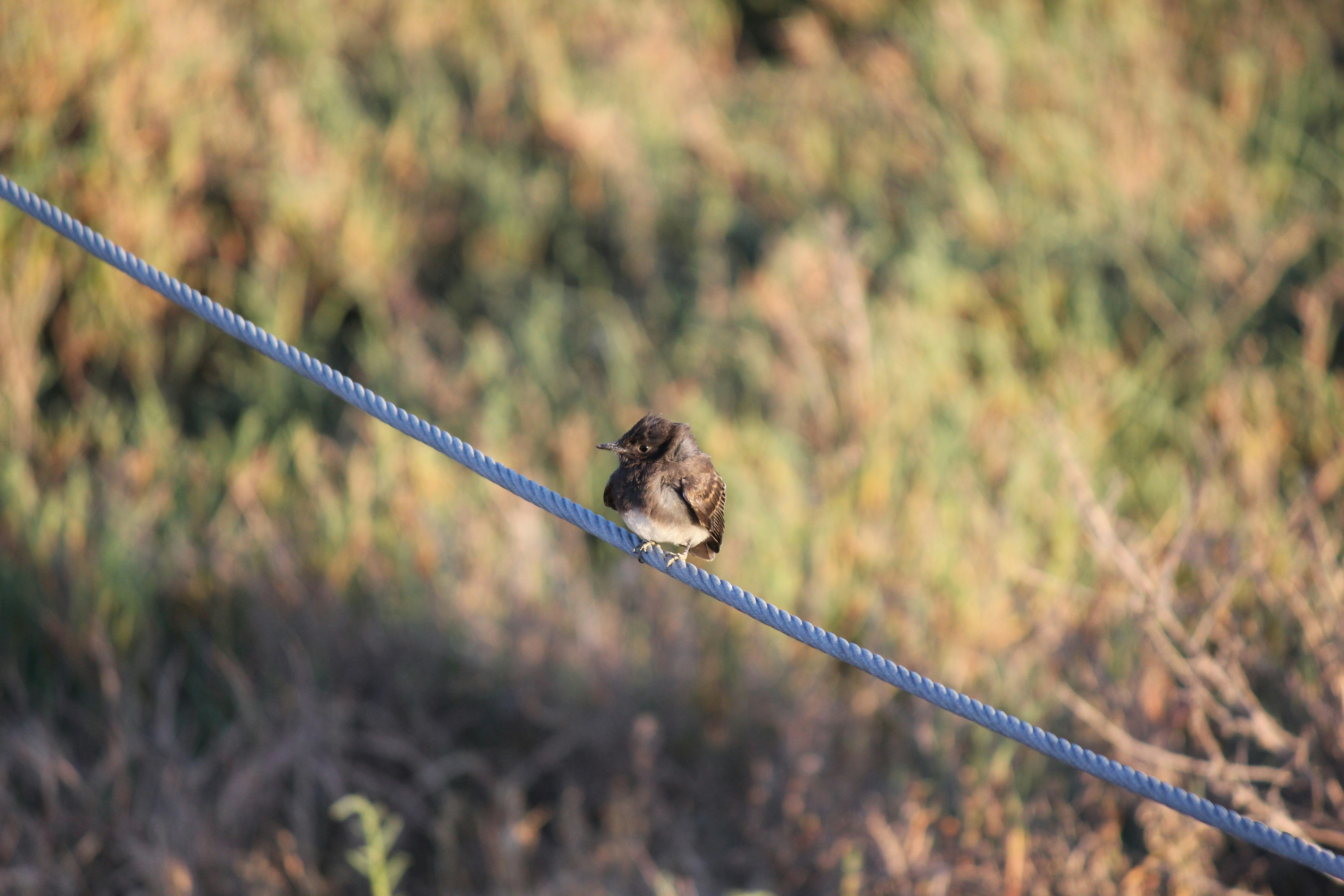 Rope-Top Sentinel: a tiny bird on a sunlit rope above brush