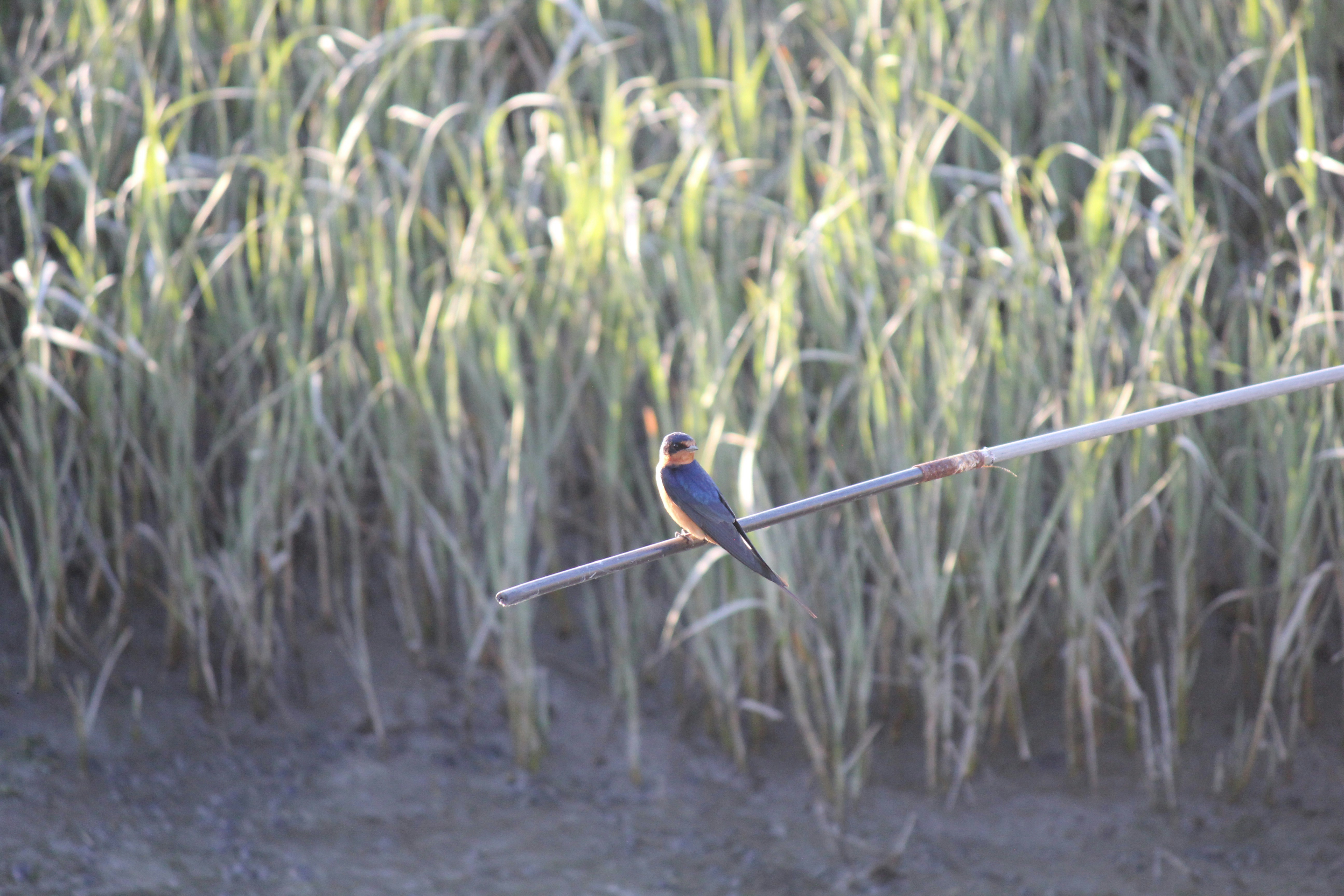 Wire-Wisp: Blue-amber swallow perched over a reed marsh