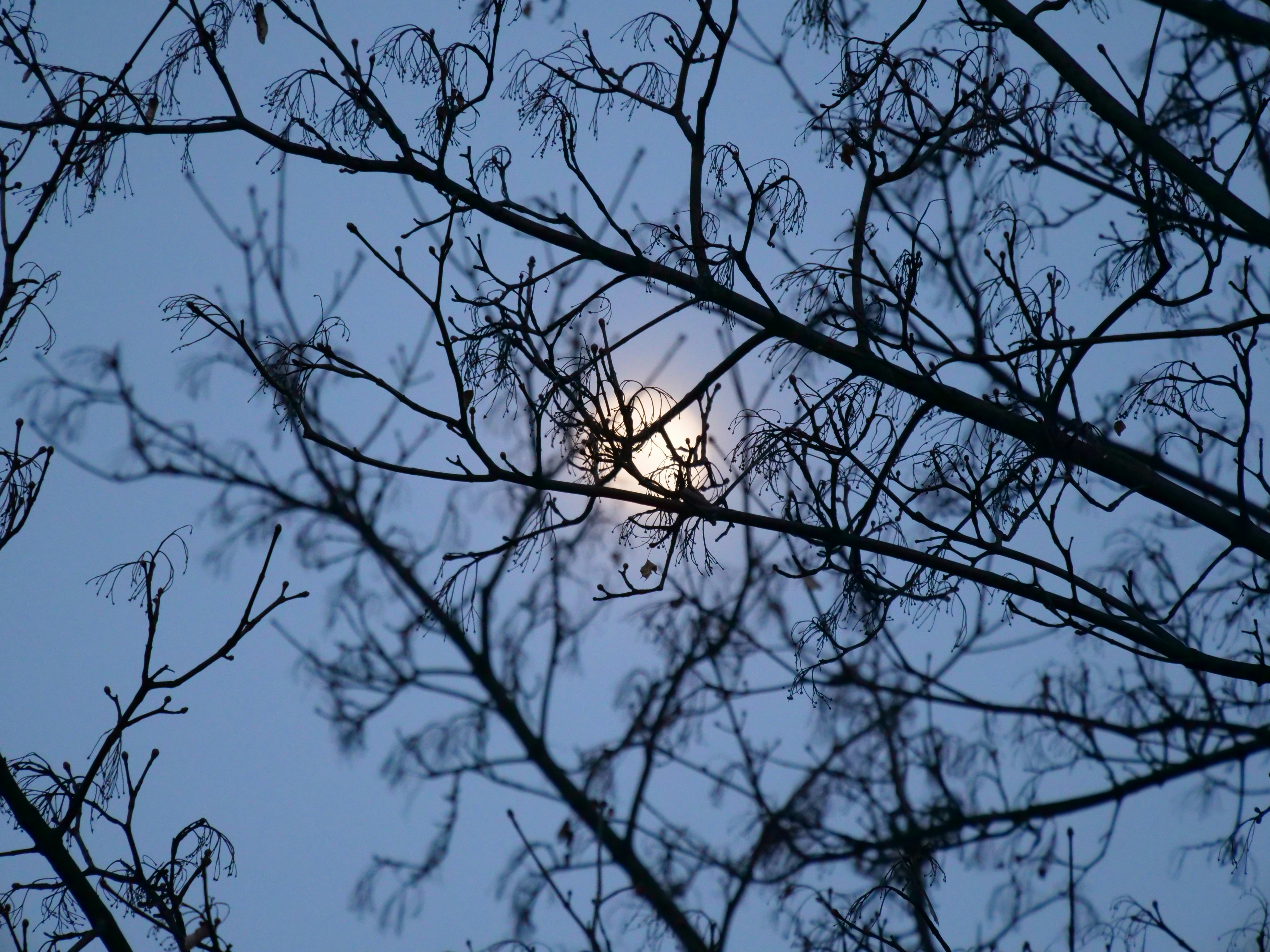 Full moon shining through intricate network of bare tree branches against a twilight sky.