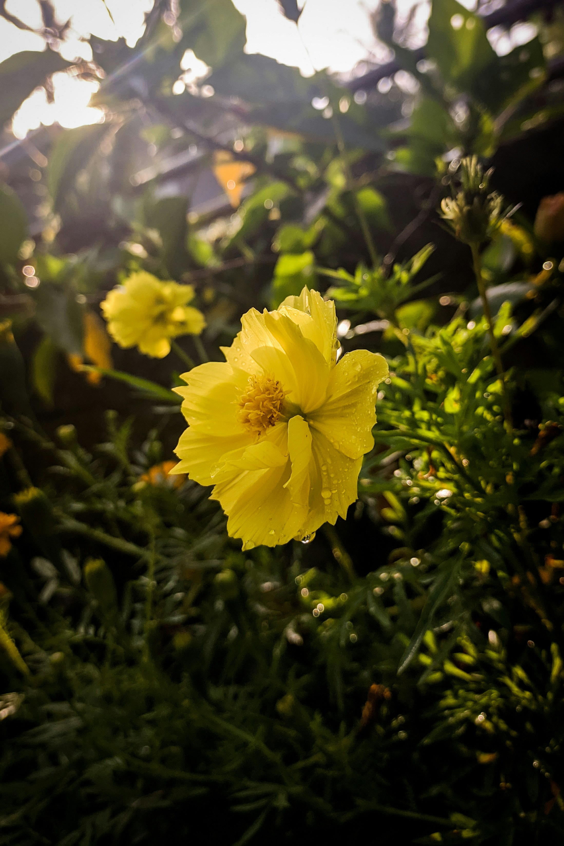 野原の黄色い花の接写の写真 – Unsplashの無料サンシャフト写真