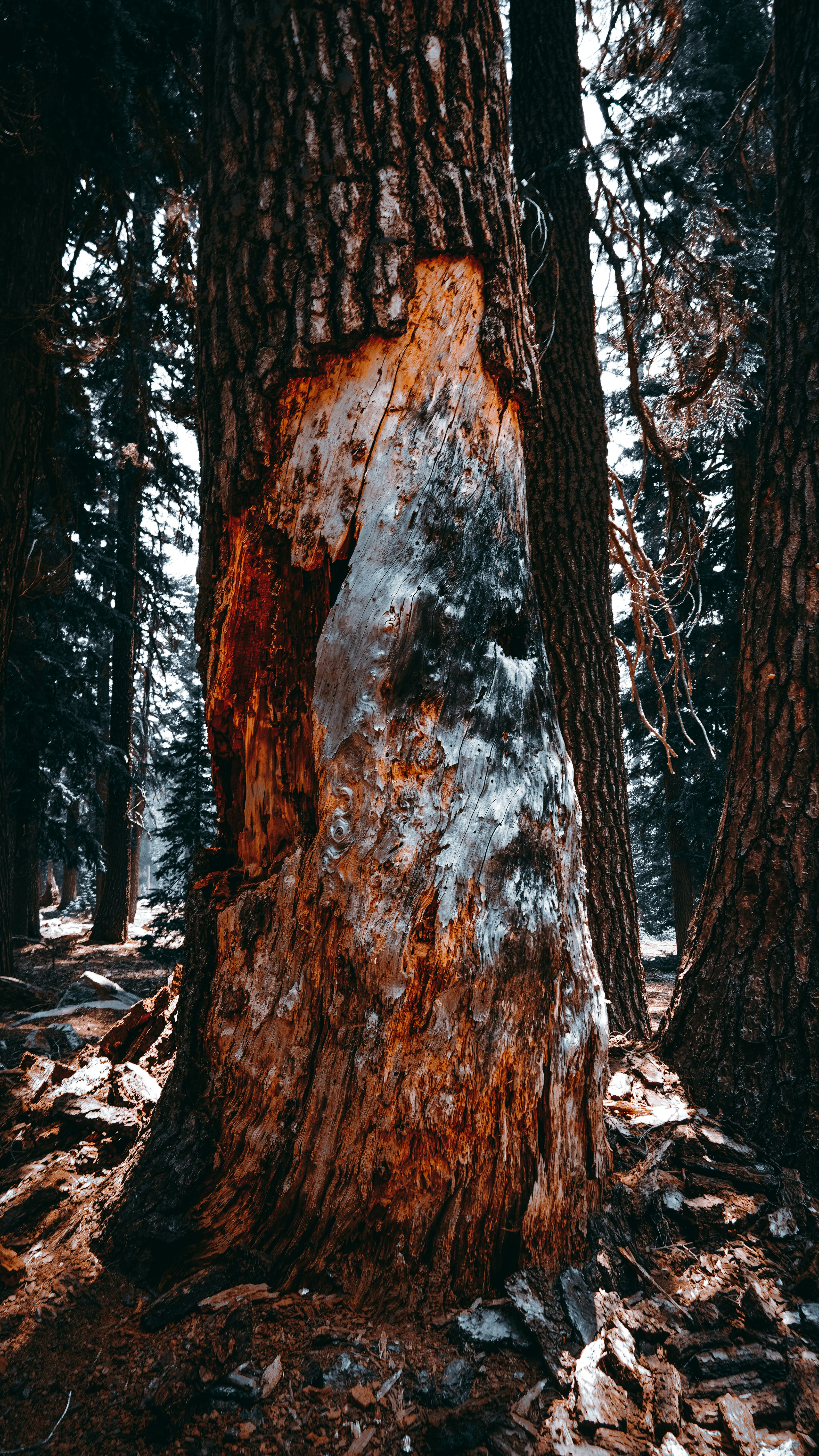 Scarred Sentinel: Exposed Core of a Pine Standing Amid Shadowed Forest