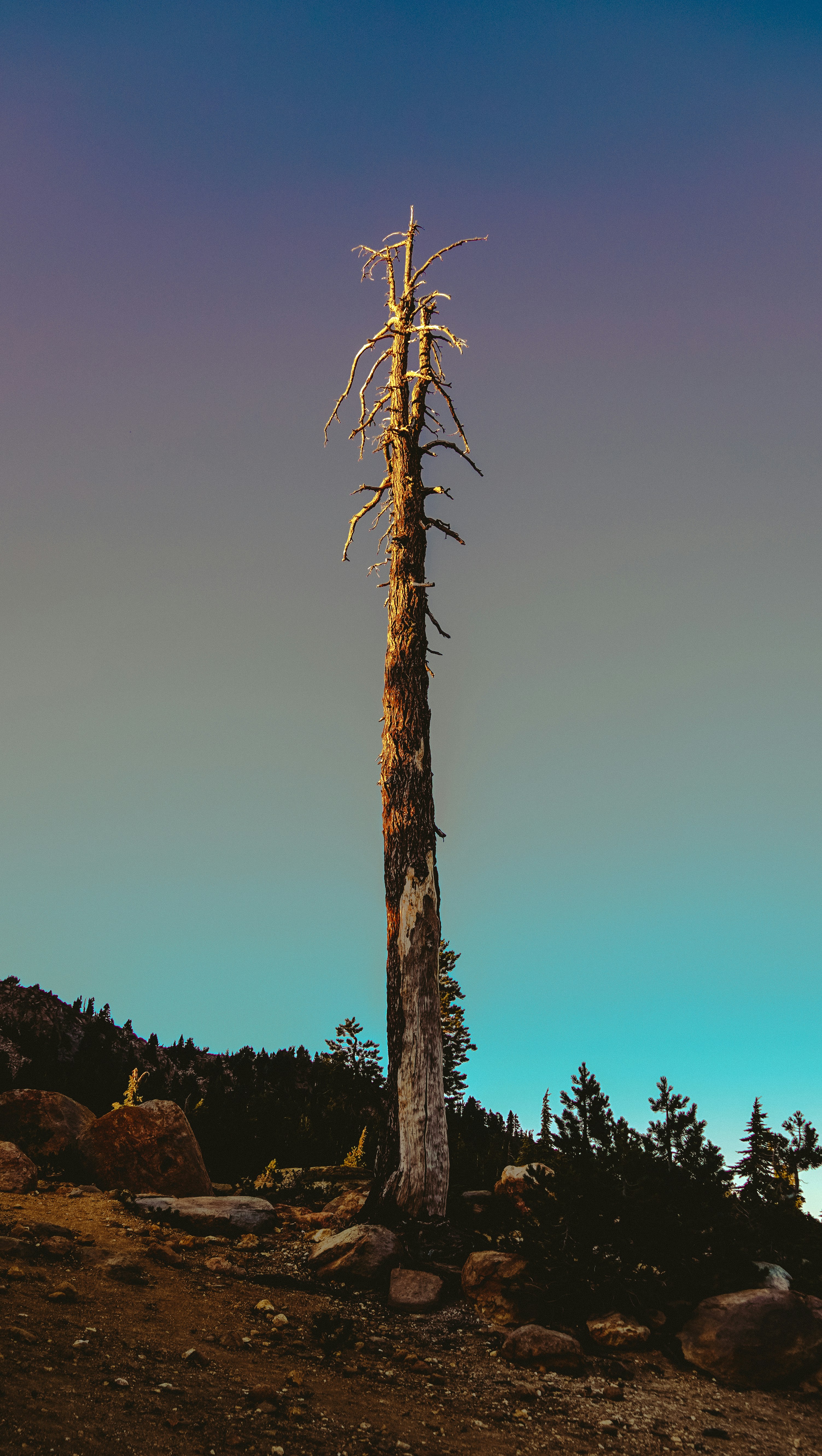 A tall tree sitting on the side of a mountain photo – Free Tree Image ...