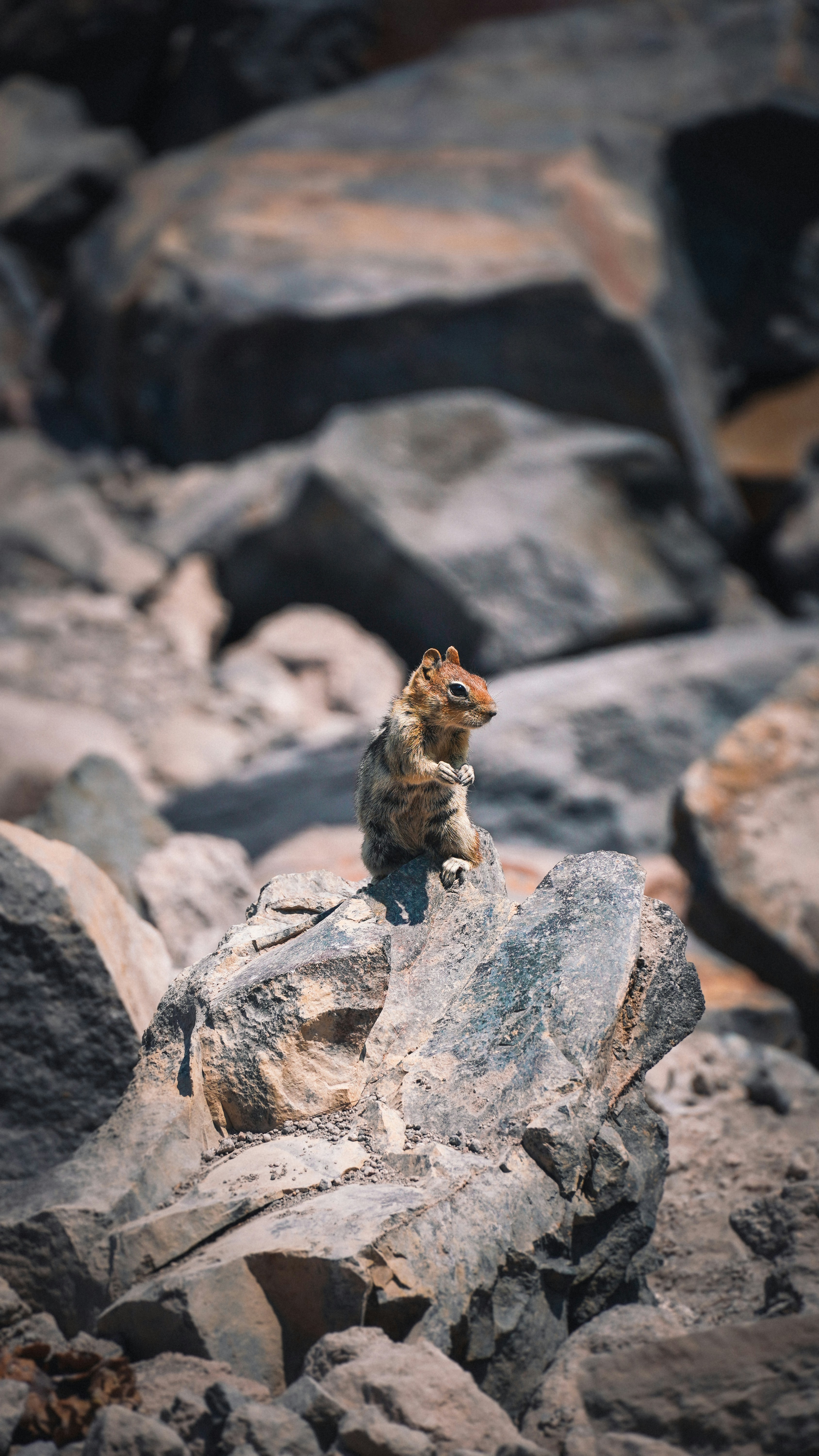 a small squirrel sitting on top of a rock
