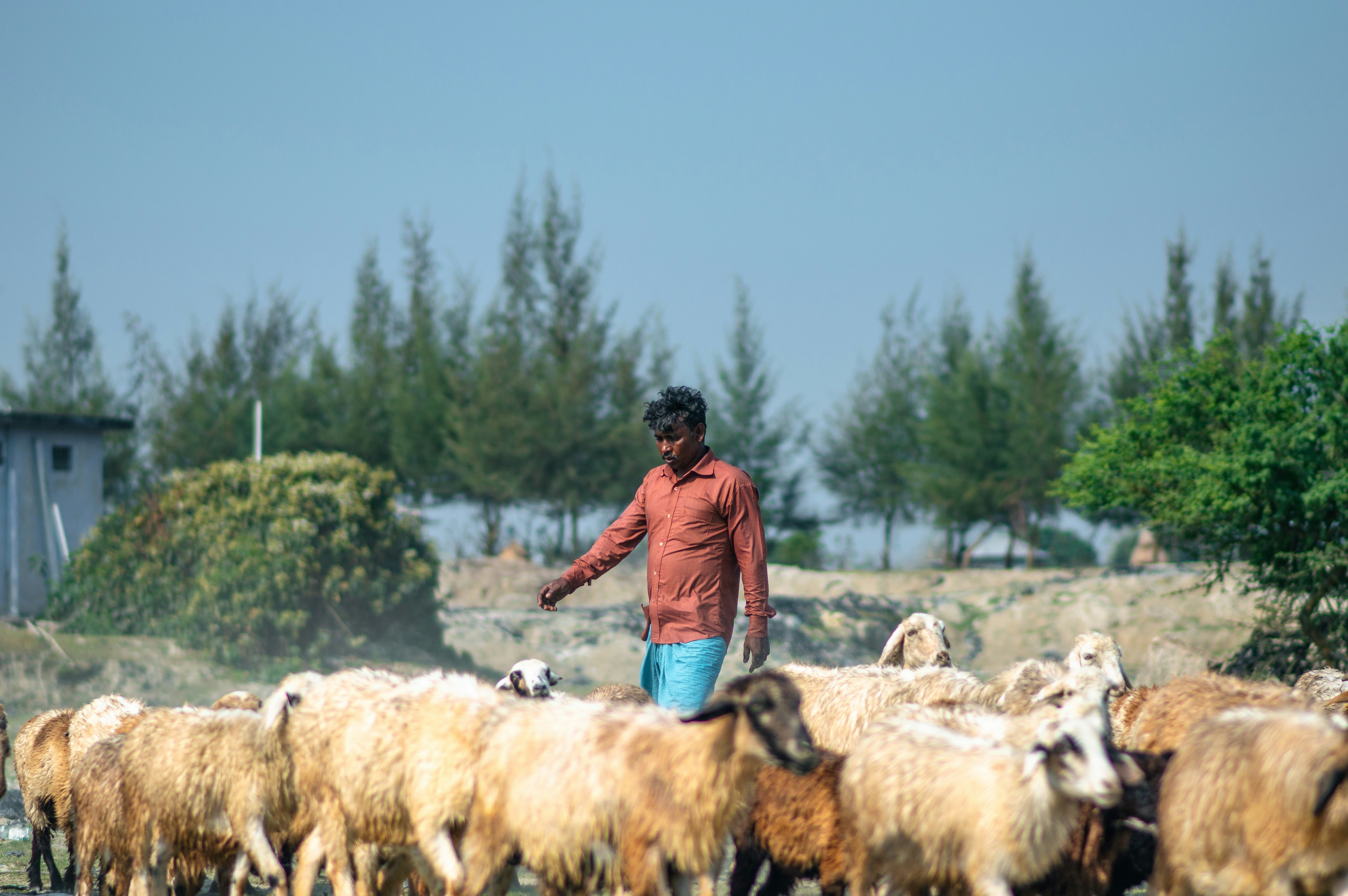 A man is herding a large herd of sheep photo – Free Herd taking his sheeps home Image on Unsplash