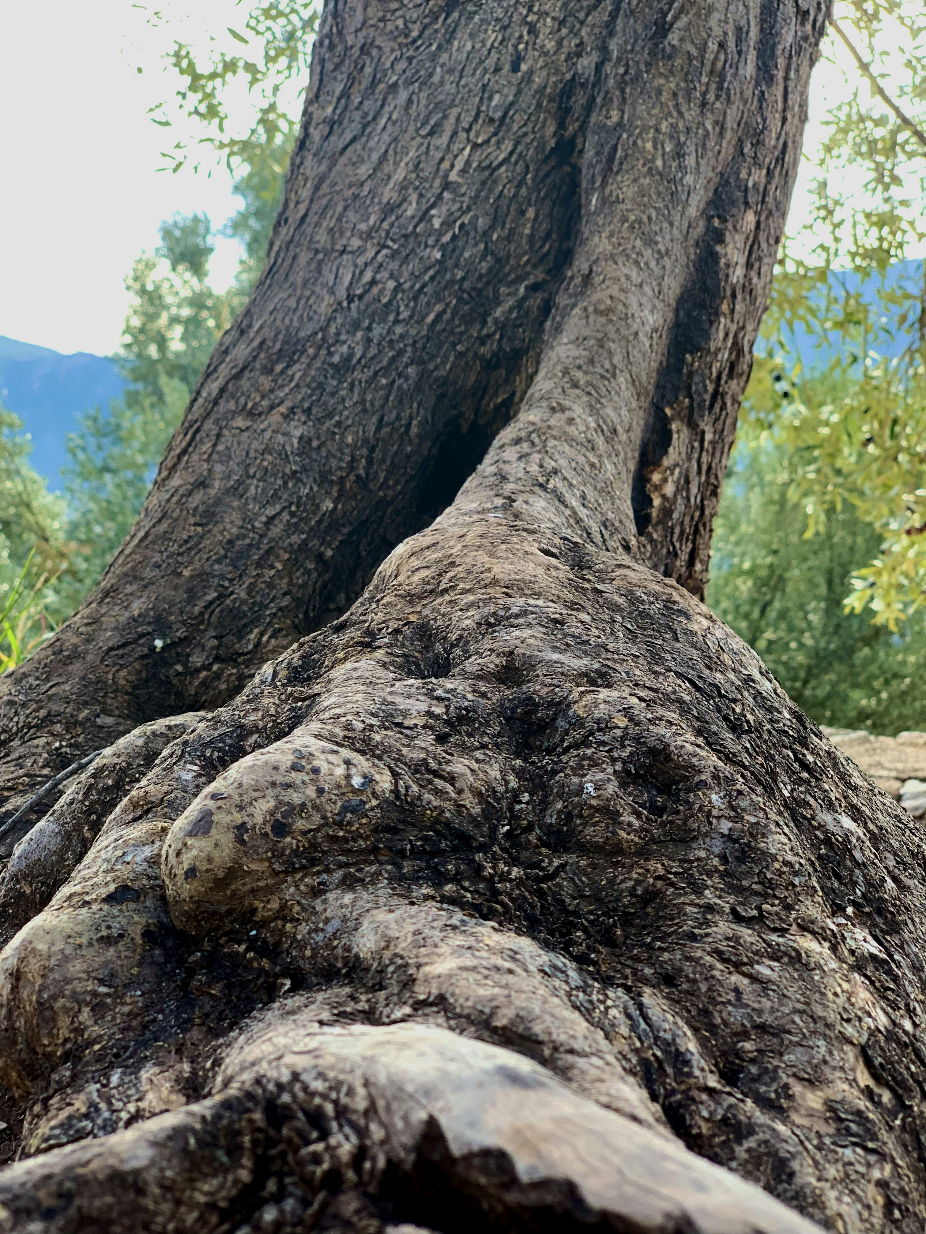 Gnarled tree roots intertwine with the earth, showcasing the passage of time and nature's resilience.