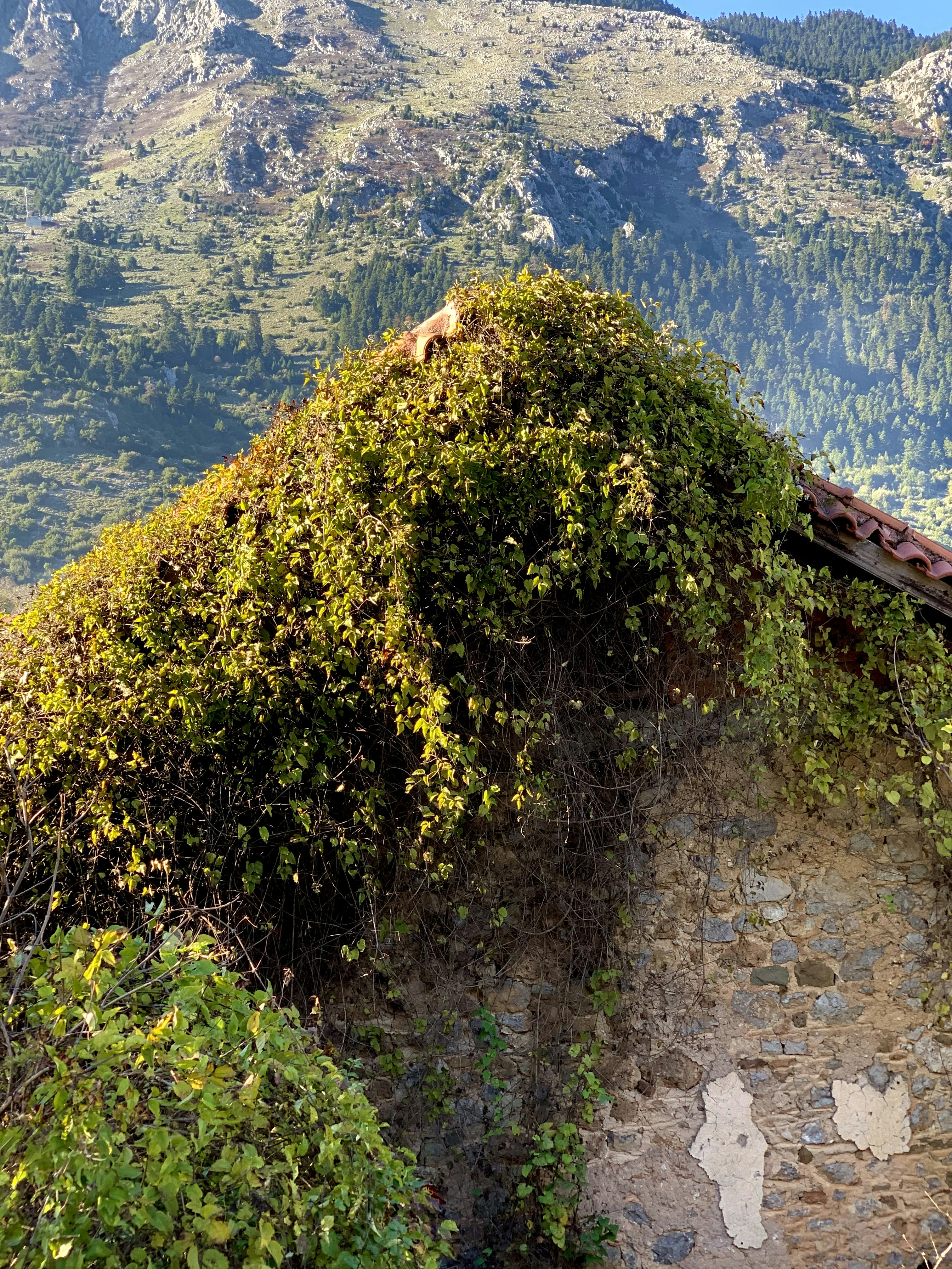 Verdant Crown Draped Over Rustic Wall Against Alpine Peaks