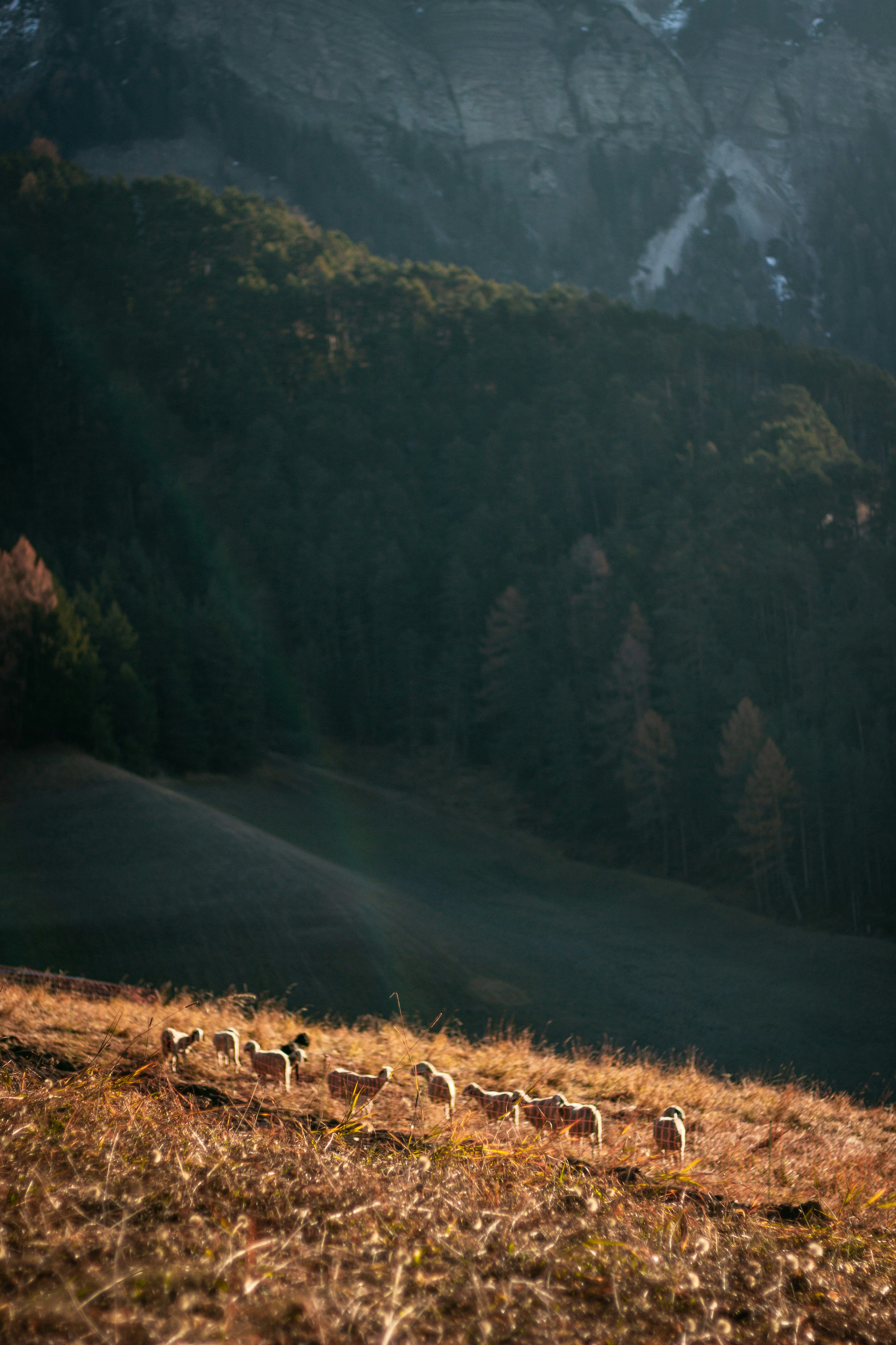 Golden Hour Herd: Grazing on a Quiet Slope Beneath Pines