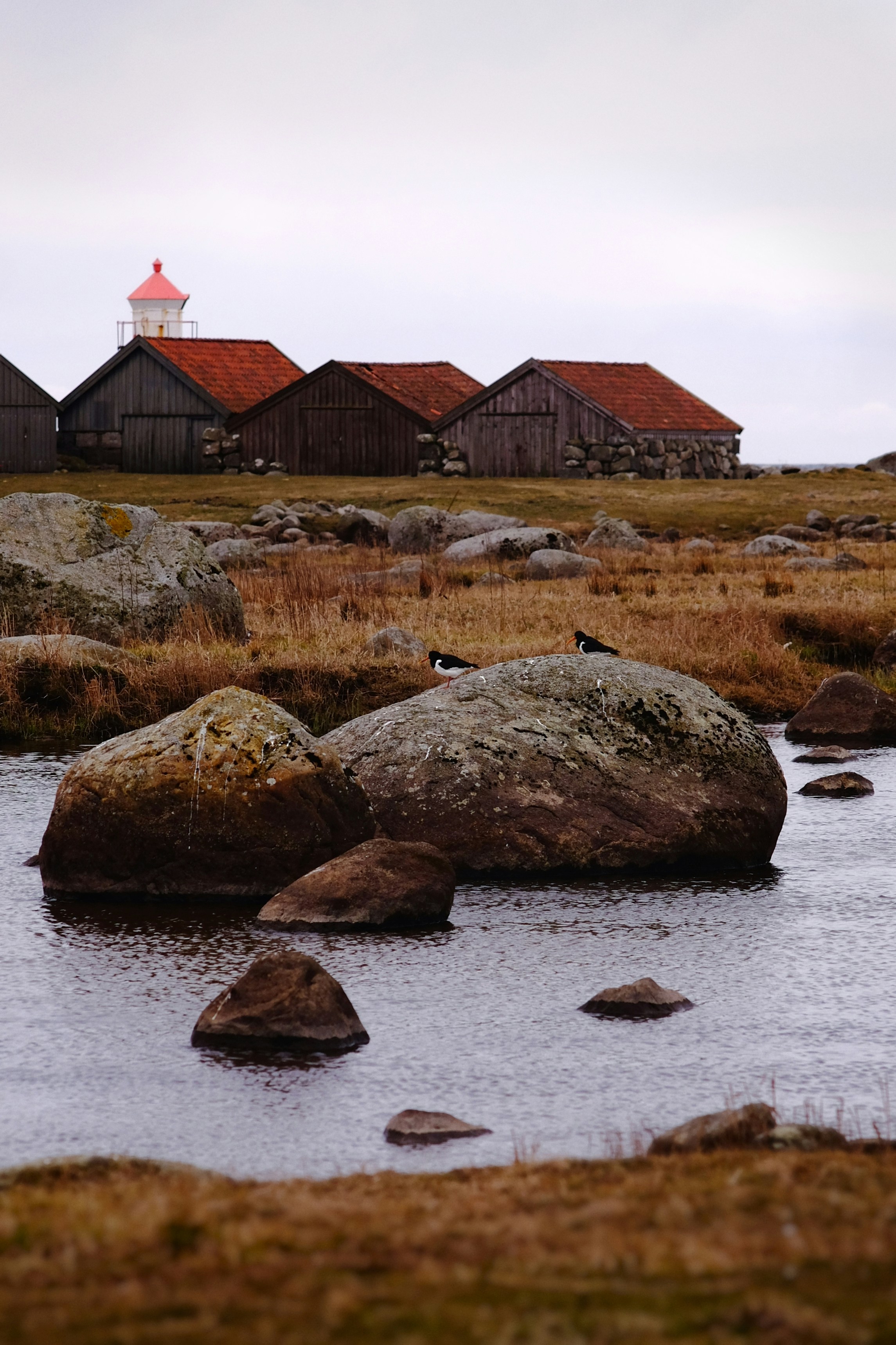 Two shorebirds perch on a weathered rock as red-roofed huts line the coast