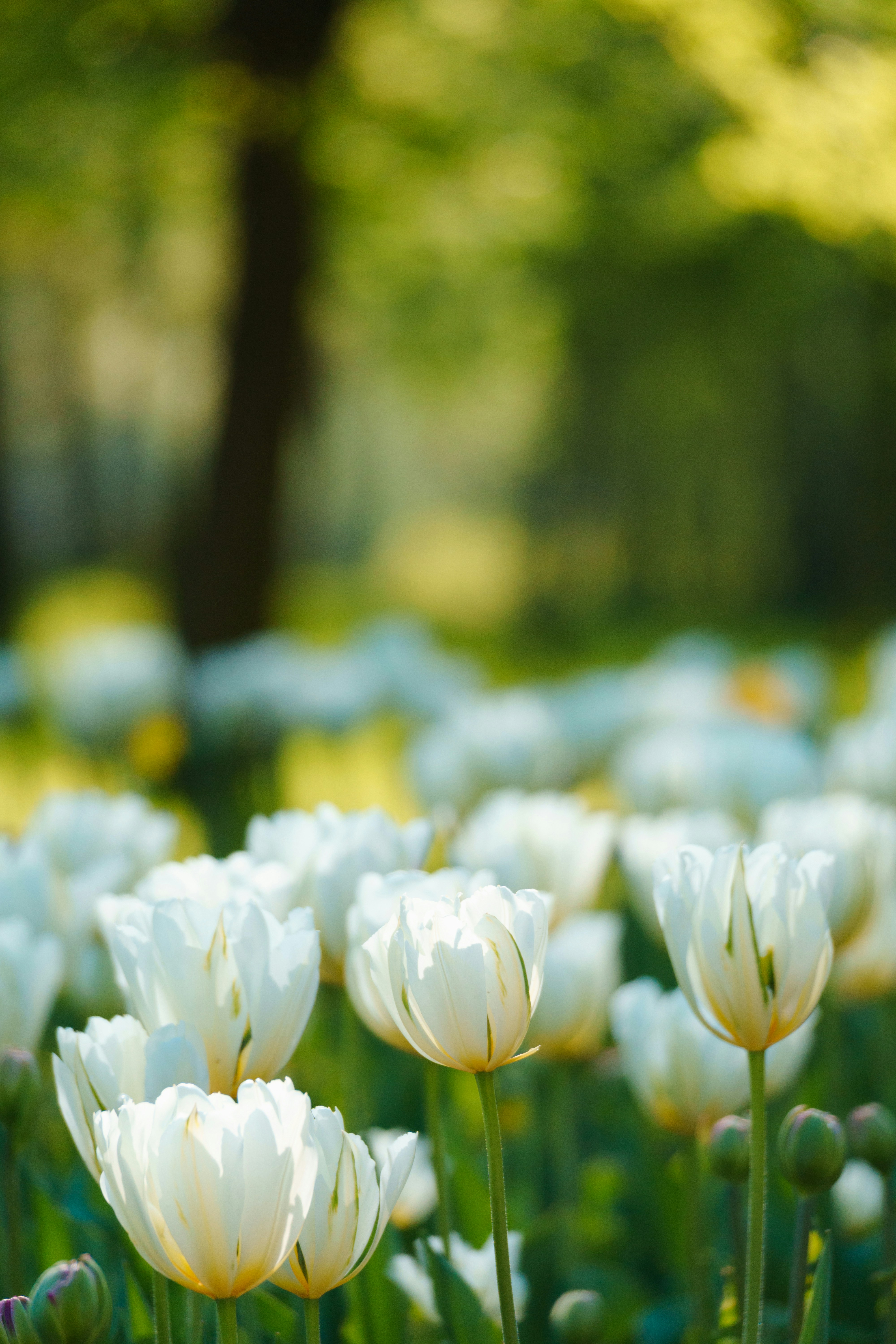 a field of white flowers with trees in the background