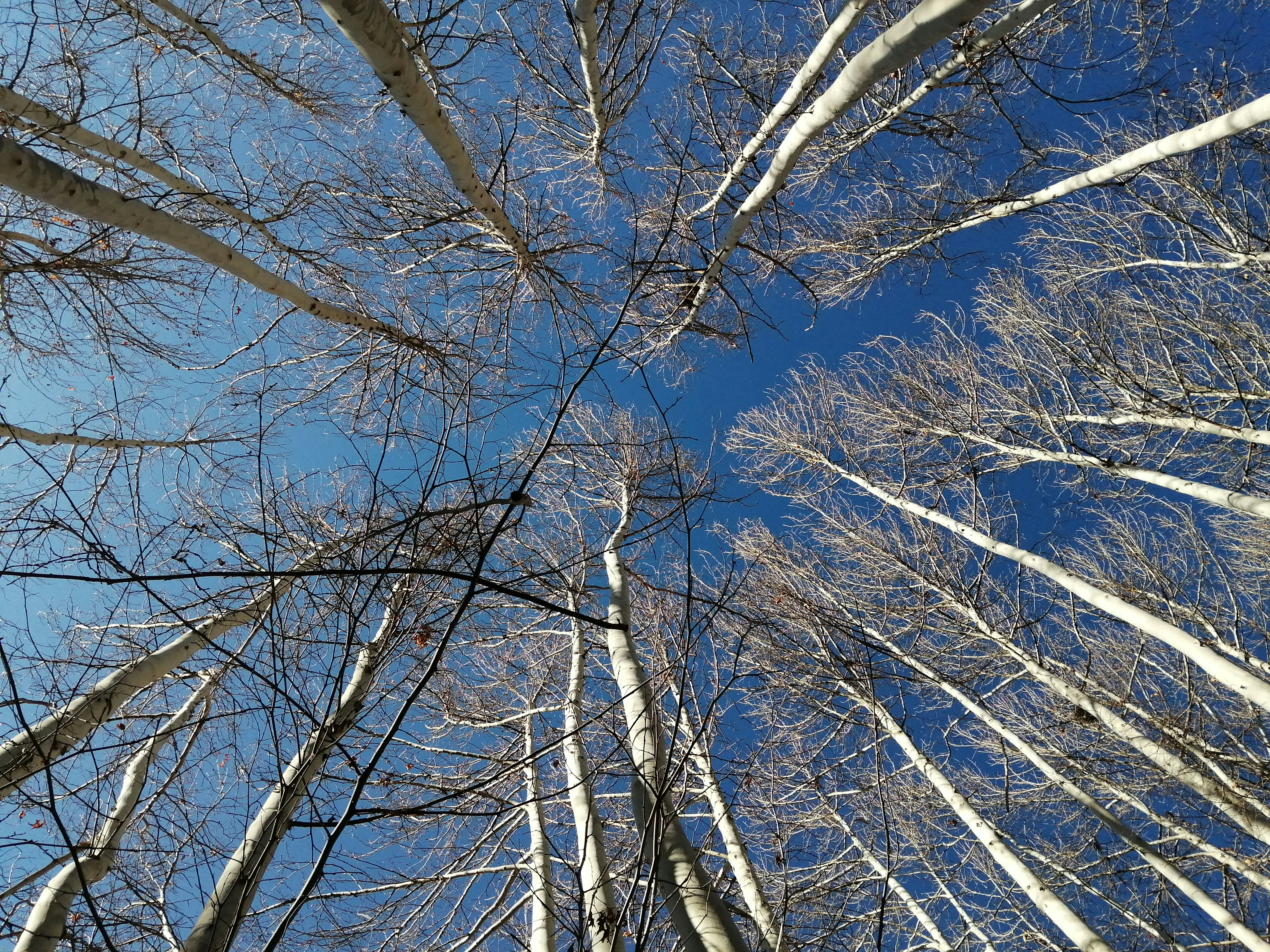 A view looking up at the skeletal branches of trees against a bright blue sky, showcasing the stark beauty of winter.