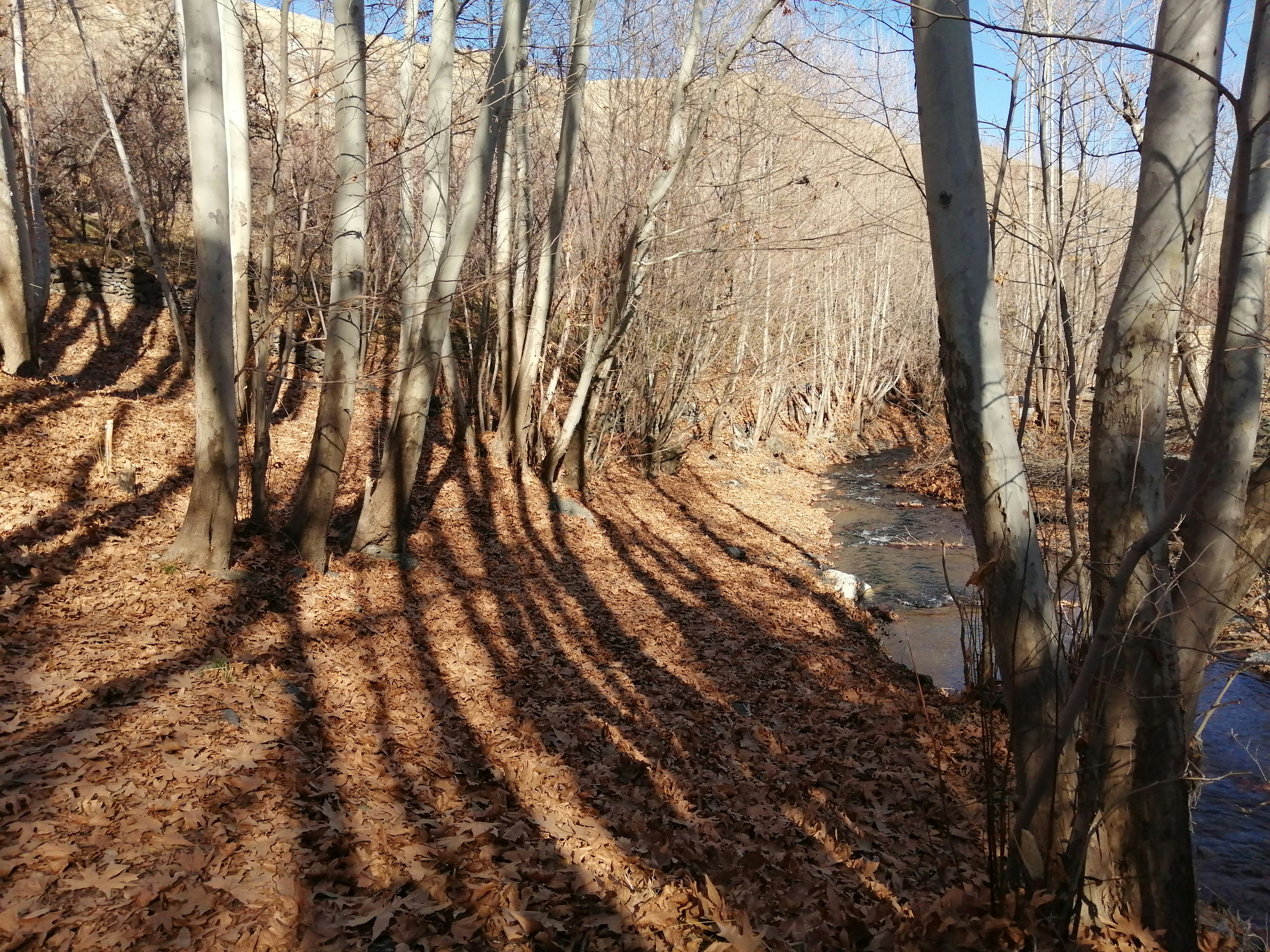 A river running through a forest filled with lots of trees photo – Free ...