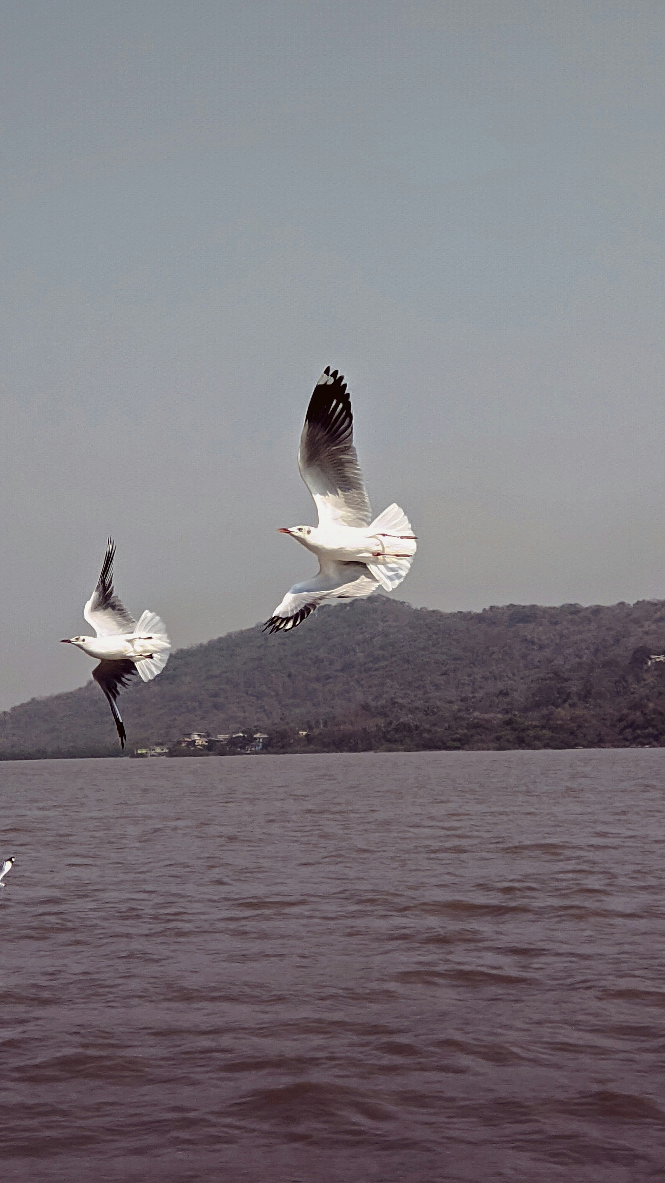 Winged Moment Over Quiet Waters