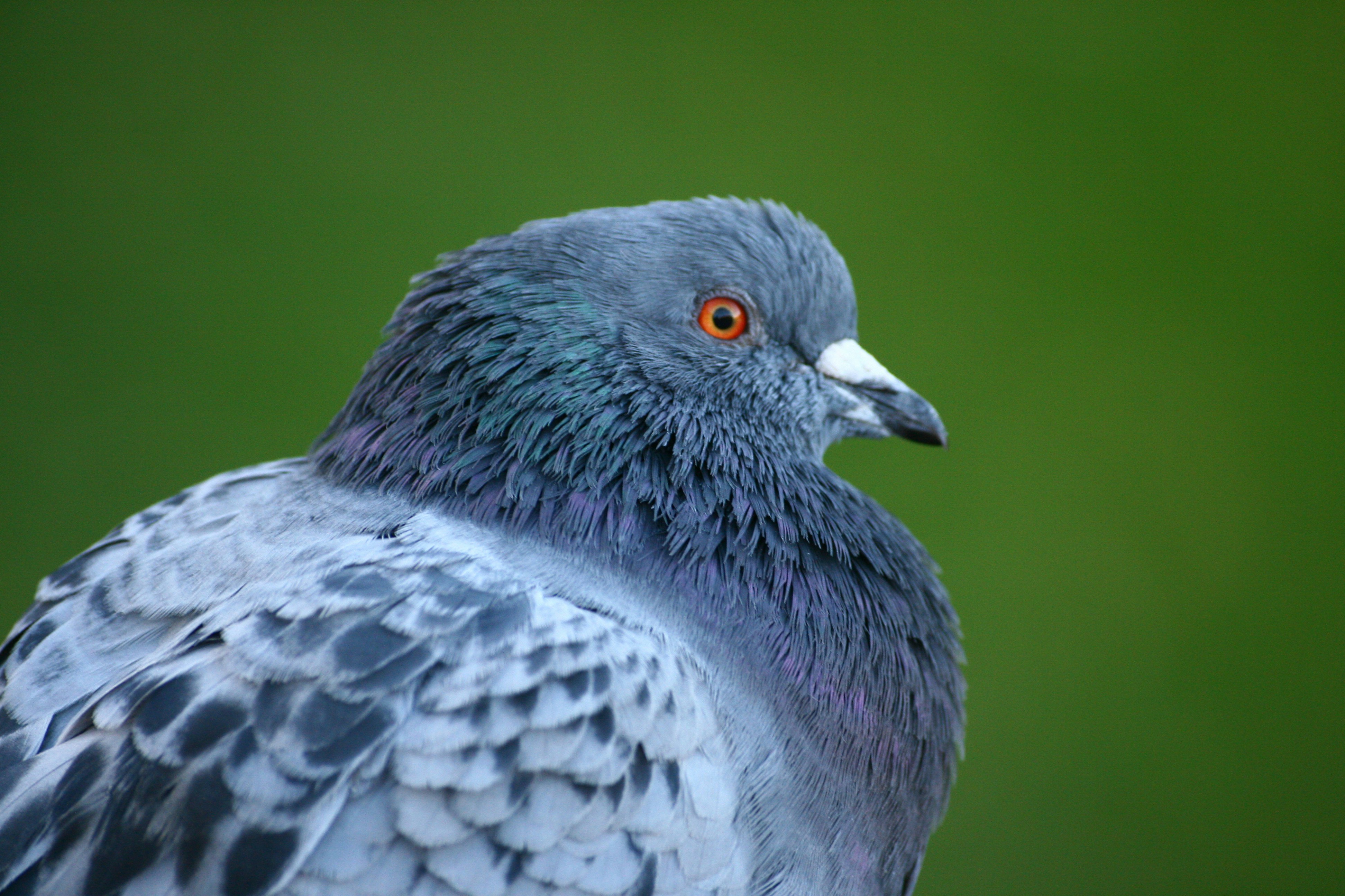 Bird Face Pictures | Download Free Images on Unsplash