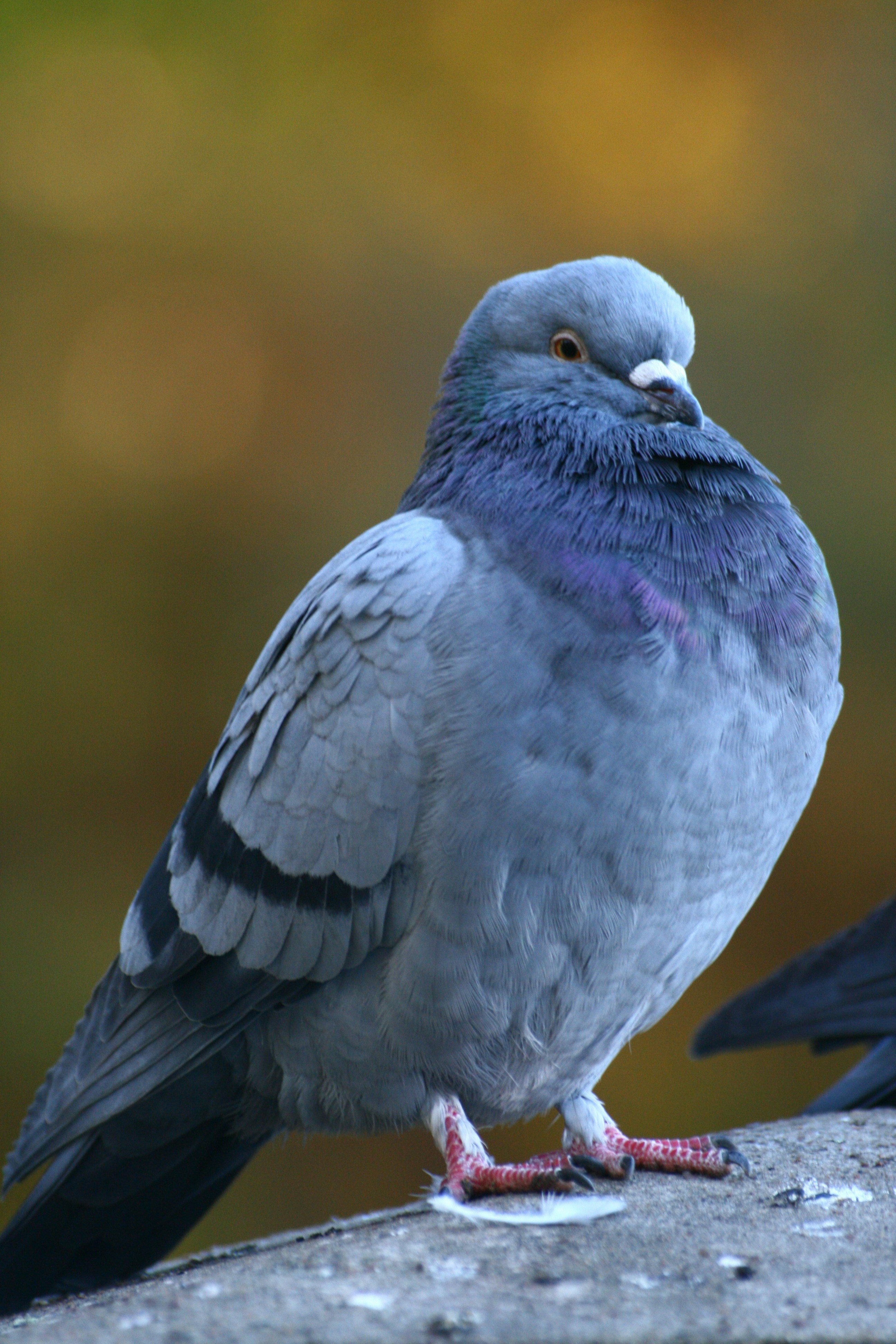 Close-up of a pigeon showcasing its iridescent plumage and distinctive features against a blurred background.
