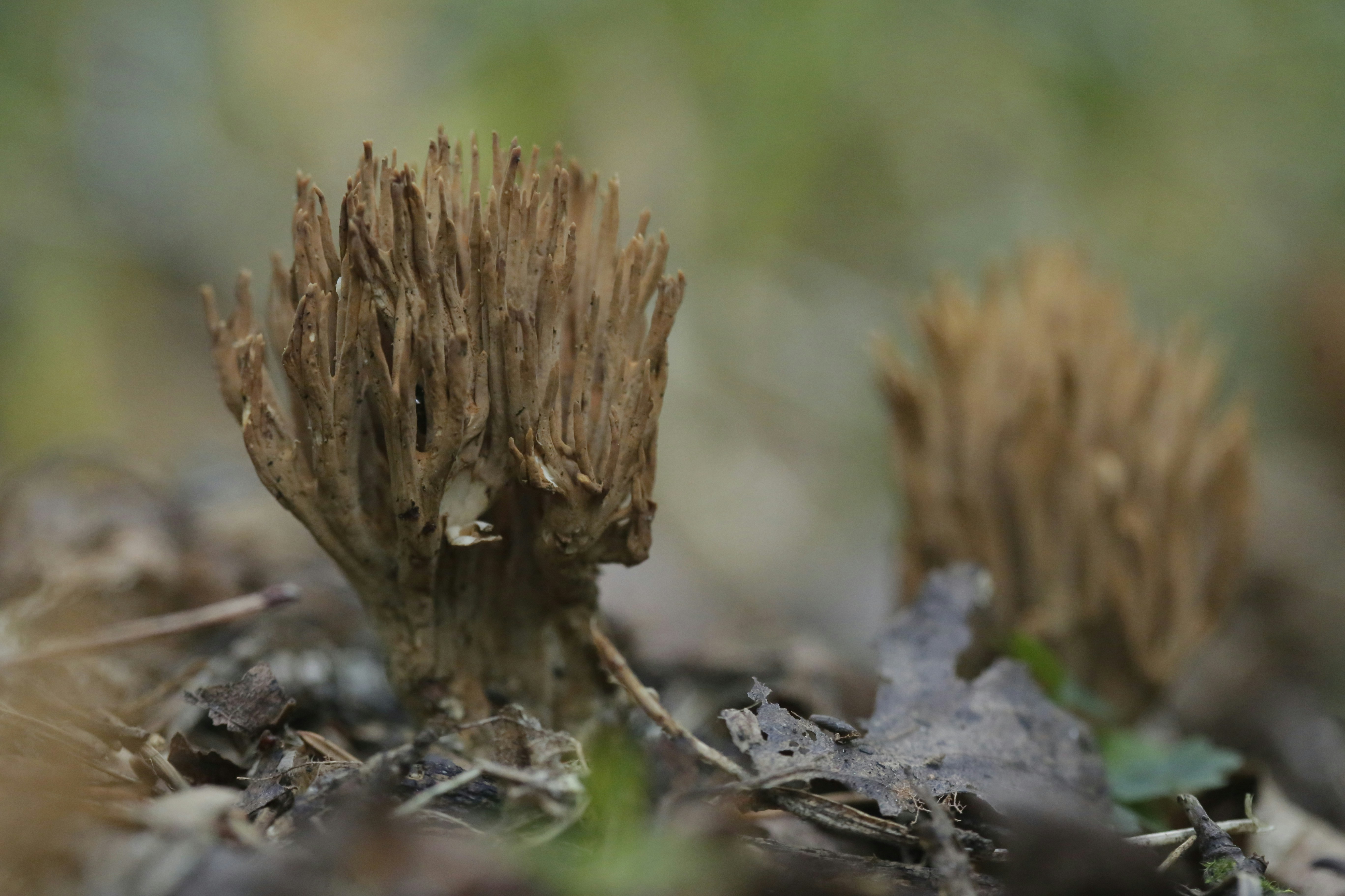 Gros plan d’un petit champignon sur le sol photo – Photo Champignon ...