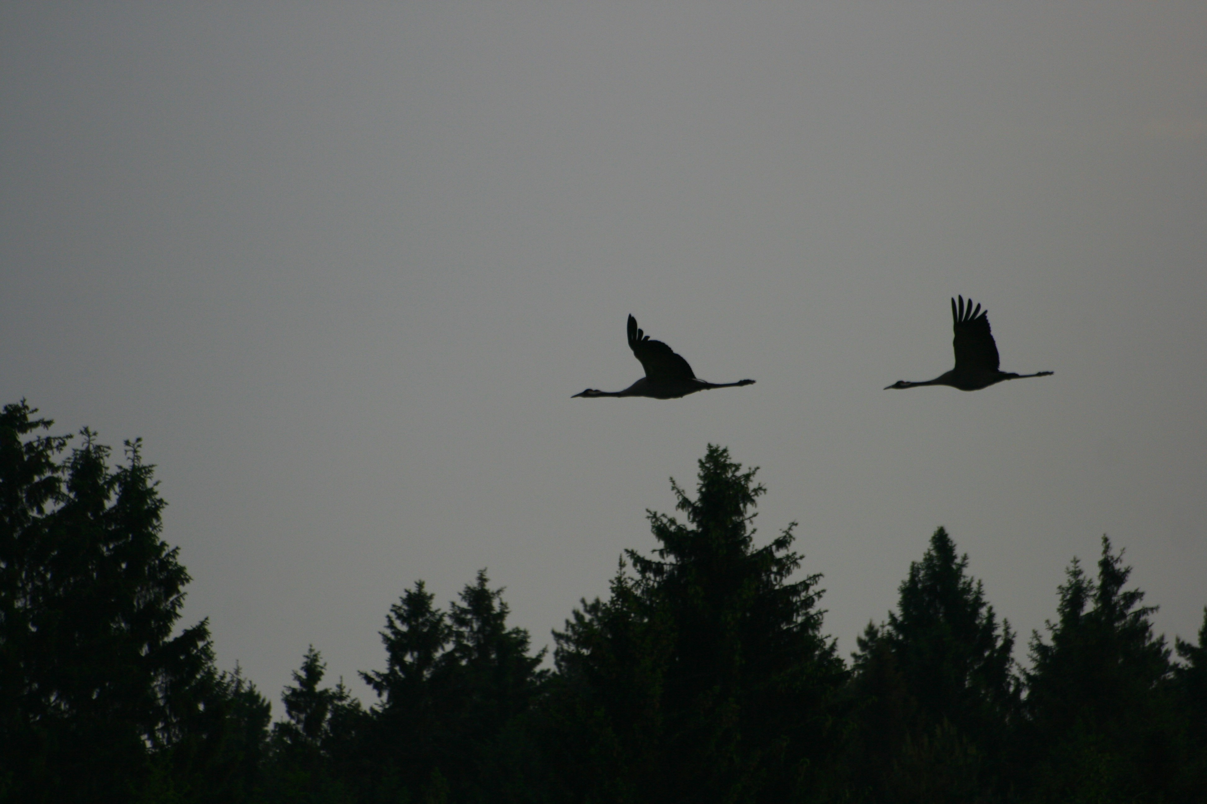 Evening Flight Over the Pines: Twin Silhouettes in Gray Sky