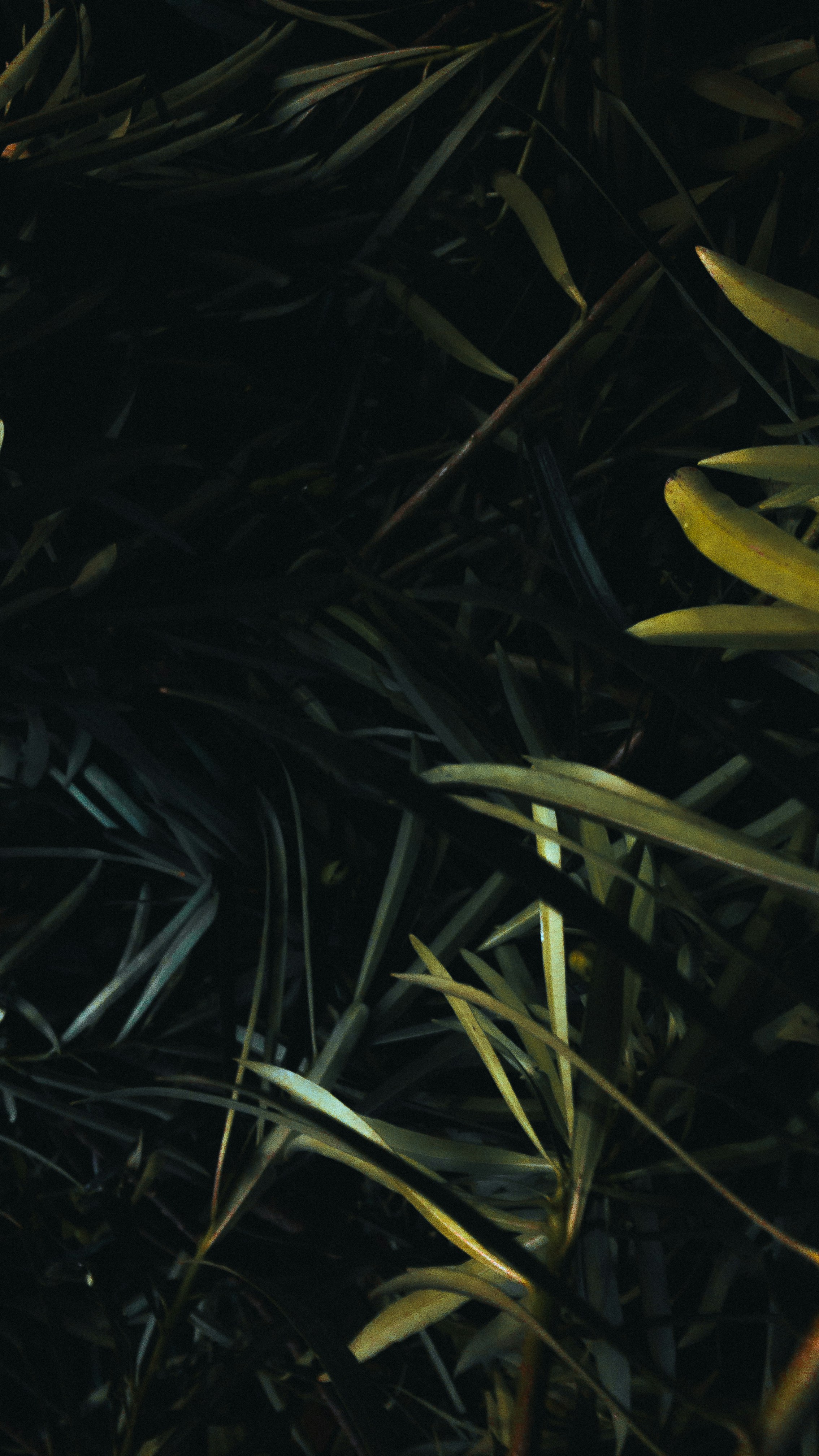 Photo by Amritansh Dubey with Apple iPhone 8 Plus