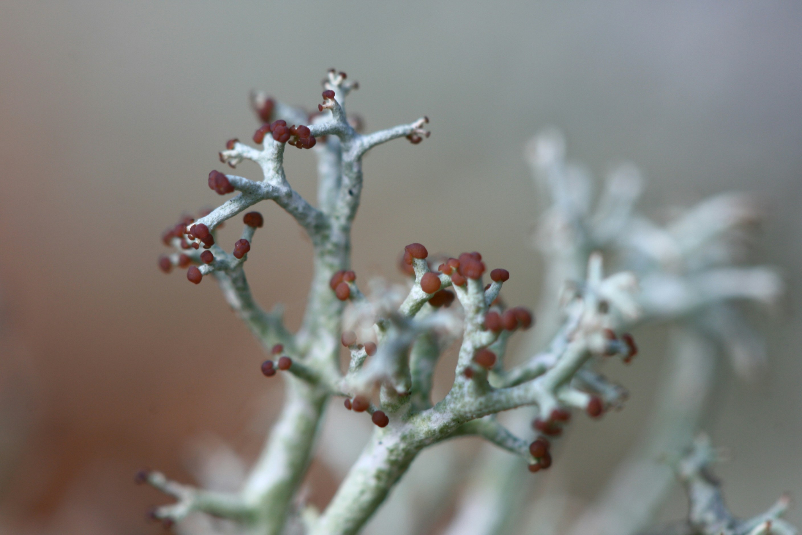 Crimson Apothecia on Frosted Branch: A Macro Portrait of Frost-Kissed Lichen