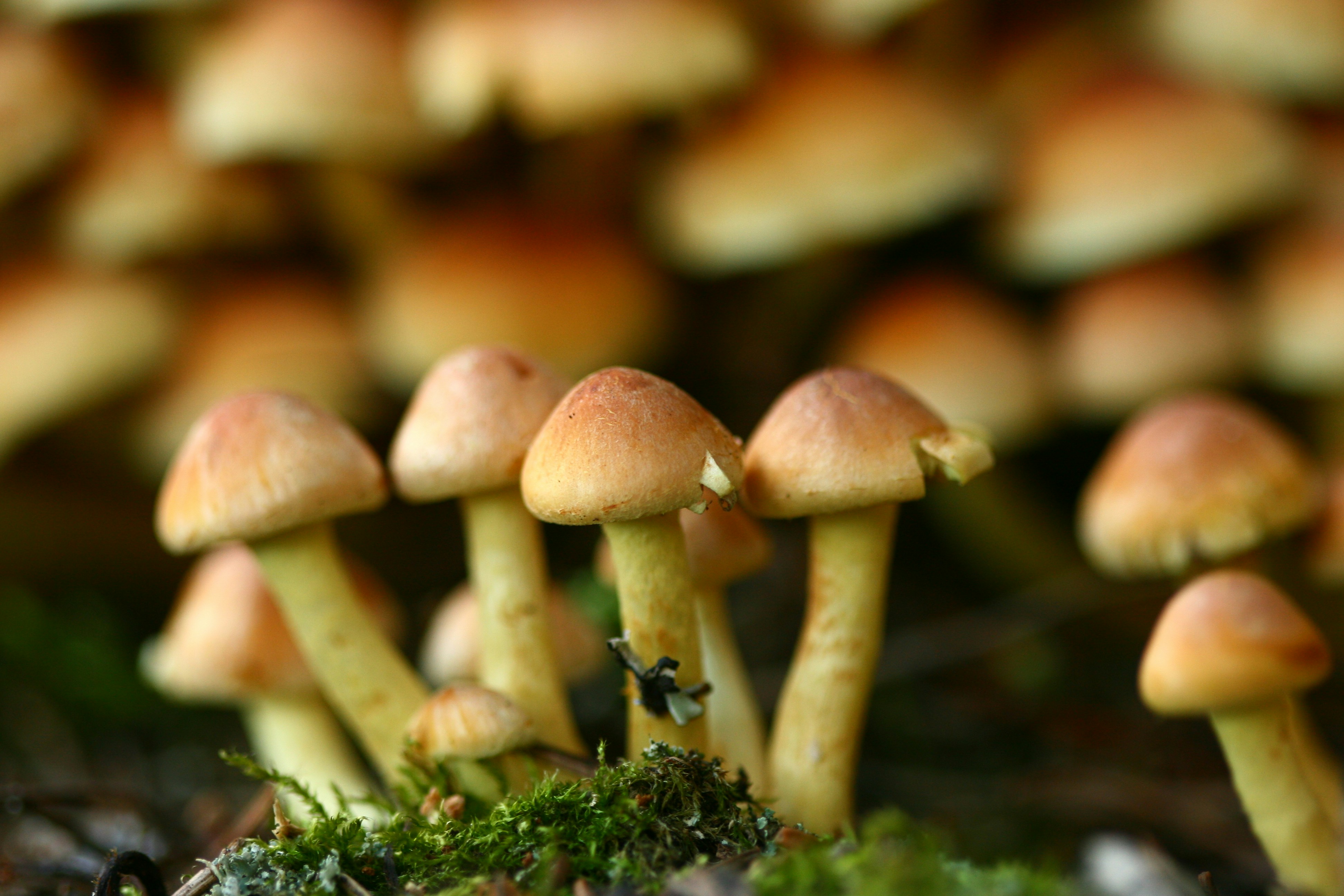 a group of mushrooms growing on the ground