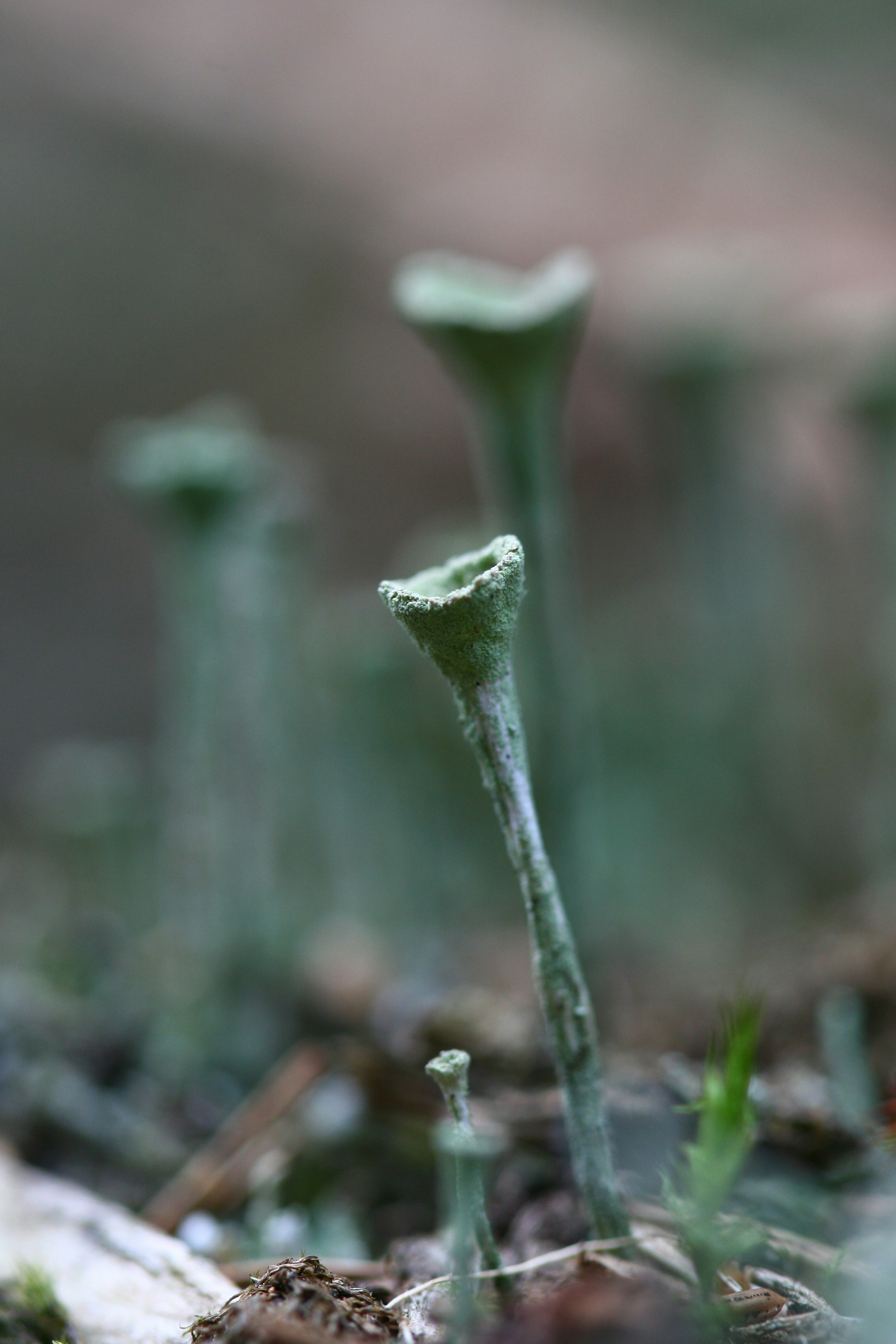 Close-up of unique, delicate fungi resembling miniature sculptures, surrounded by soft greenery and earthy textures.