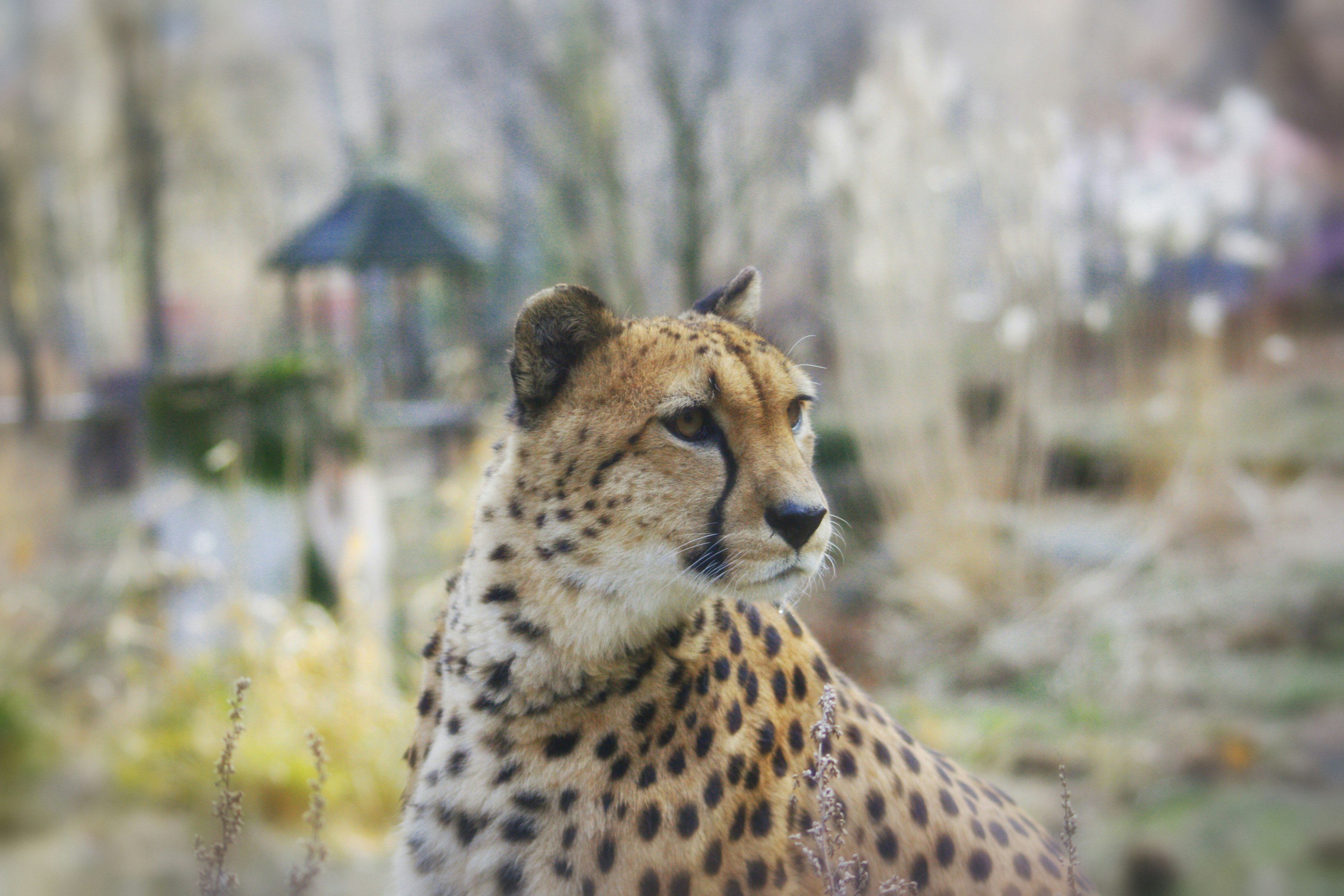 Cheetah Portrait in a Softly Blurred Park Setting