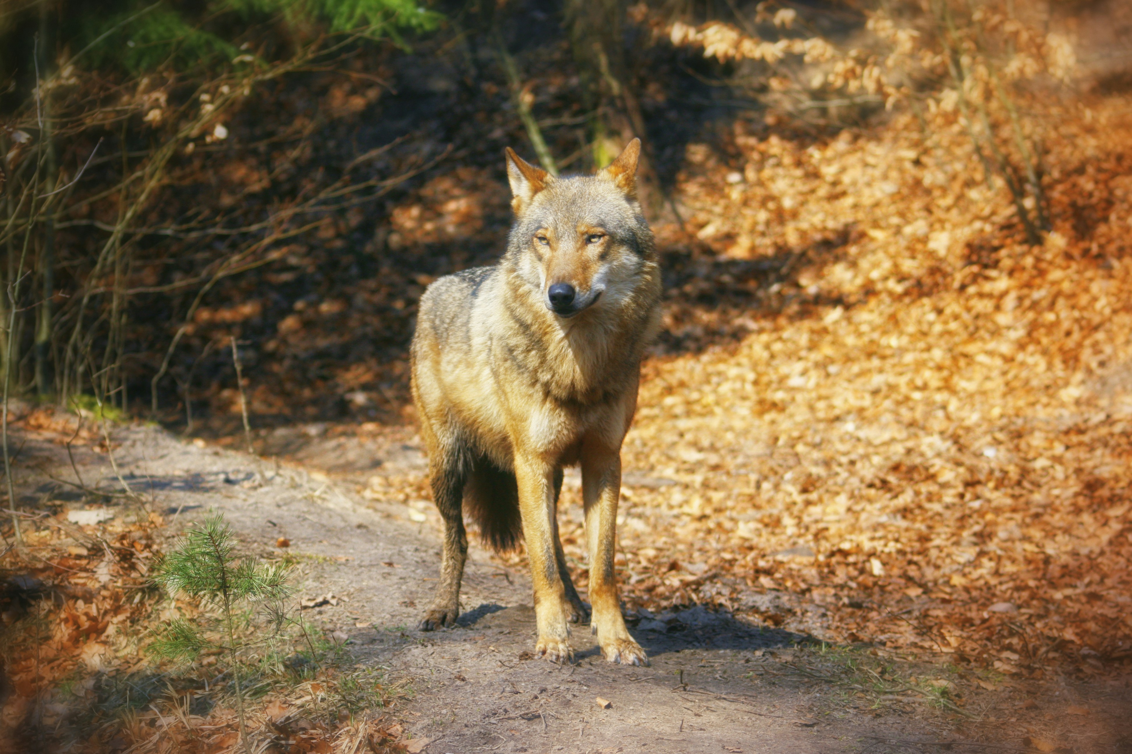 A lone wolf standing on a path in the woods photo – Free Animal Image ...