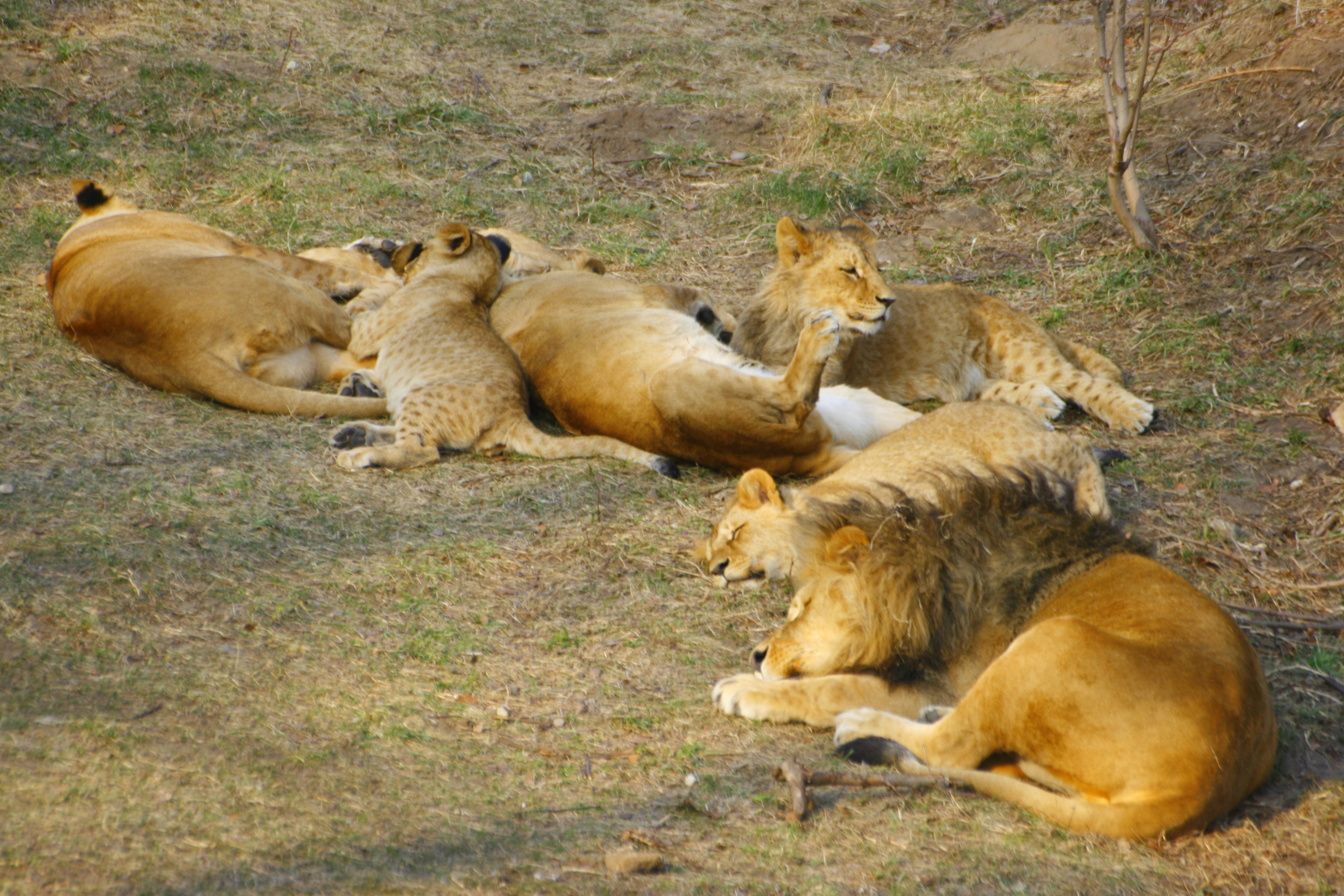 Serene Moments in the Pride
