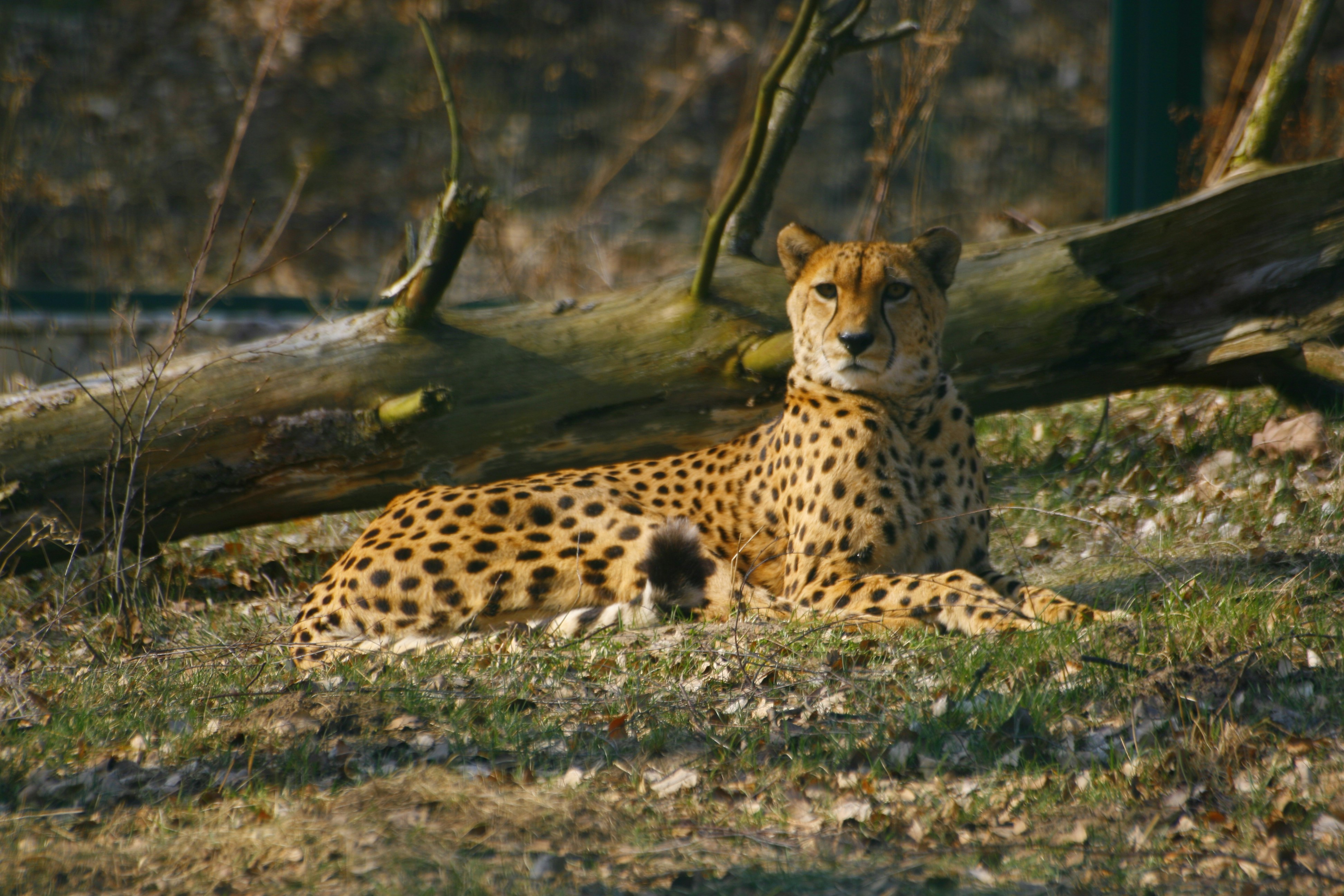 Cheetah resting beside a fallen log in a sunlit clearing, showcasing its distinctive spotted coat and relaxed demeanor.