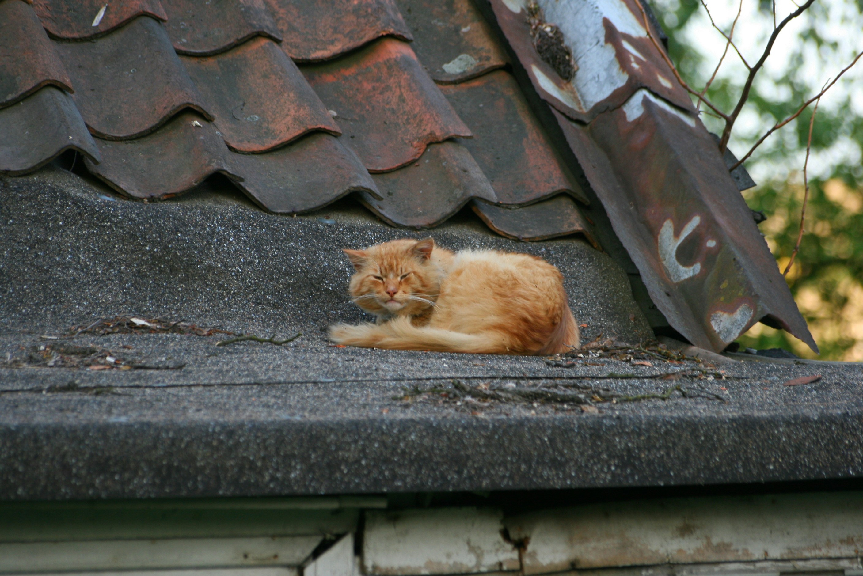 An orange cat curled up on a weathered rooftop, basking in the sunlight amidst a backdrop of aged shingles and greenery.