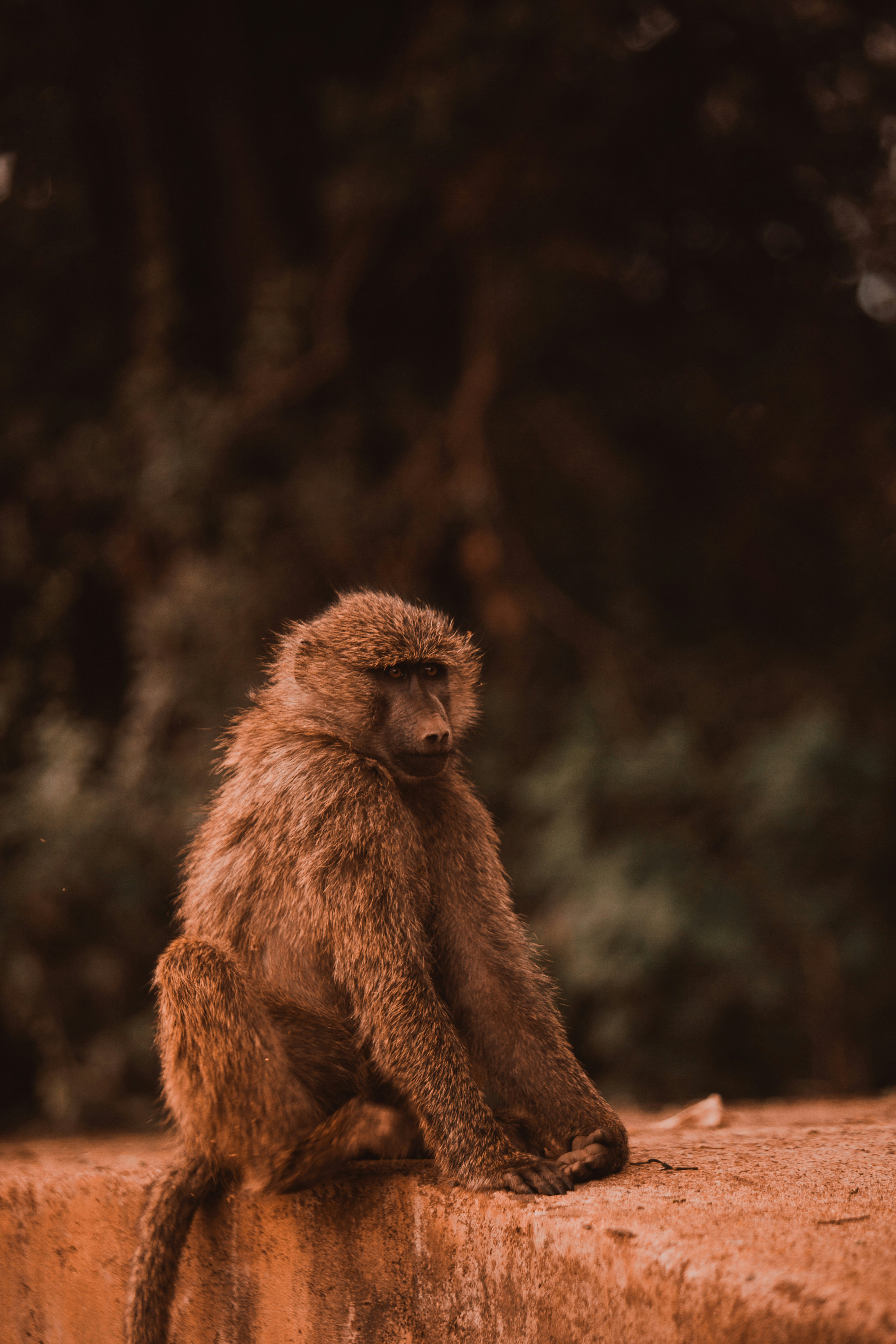 Amber Dusk Sentinel: A Solitary Baboon Perched on a Weathered Ledge