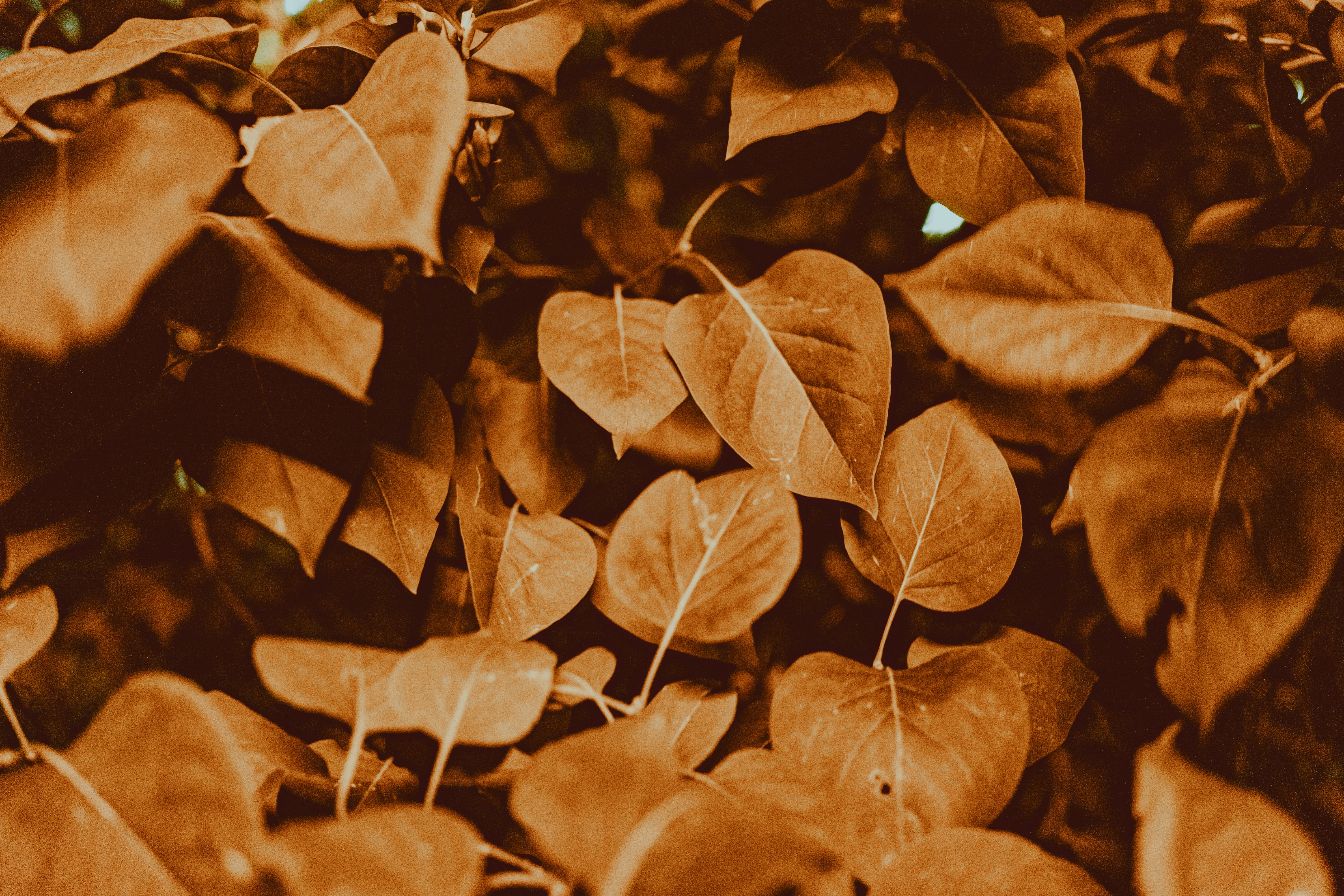 Close-up of overlapping leaves in warm, earthy tones, creating a rich tapestry of nature's beauty.