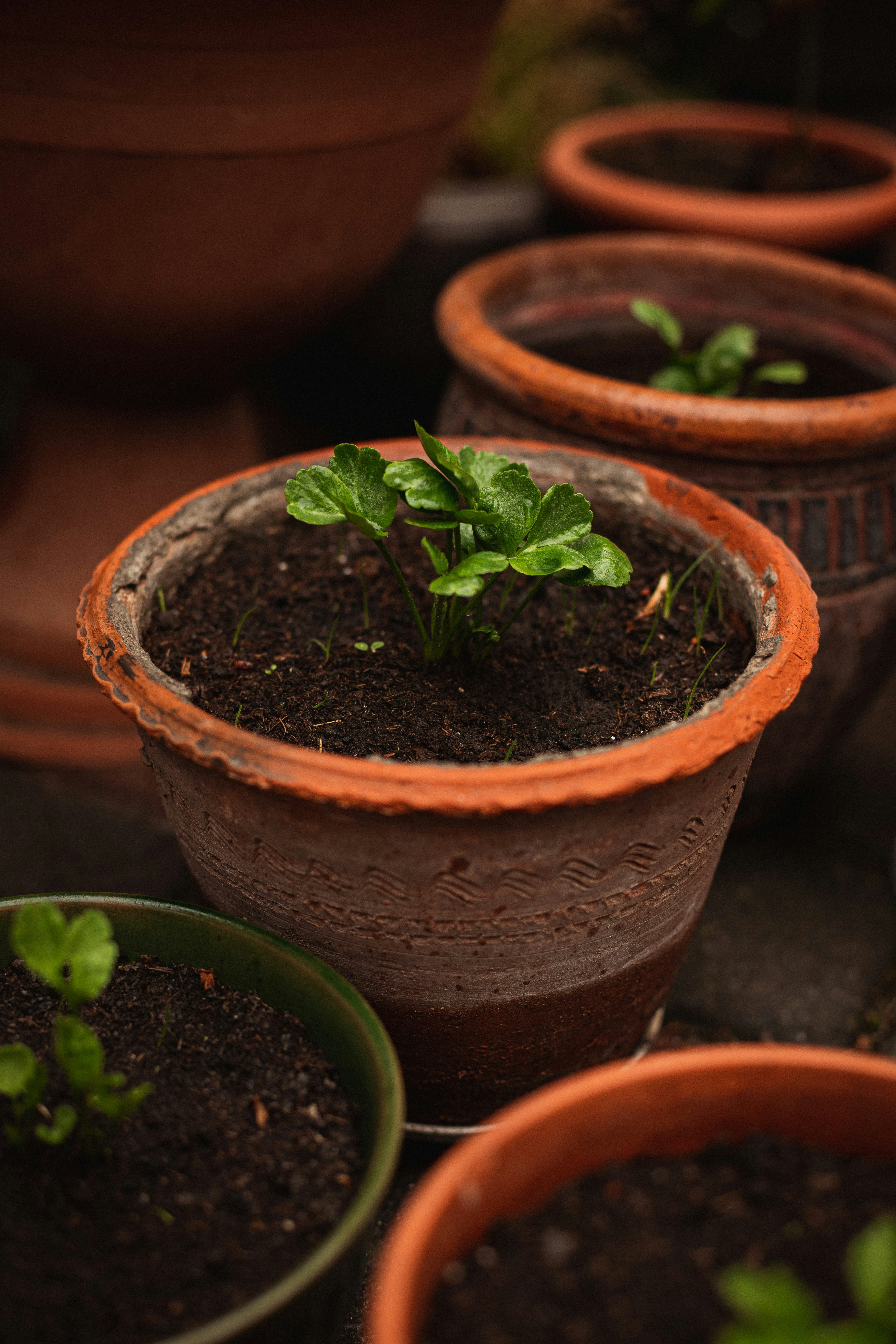 A young plant sprouts from a terracotta pot, surrounded by other pots in a garden setting. The earthy tones and textures highlight the nurturing environment.