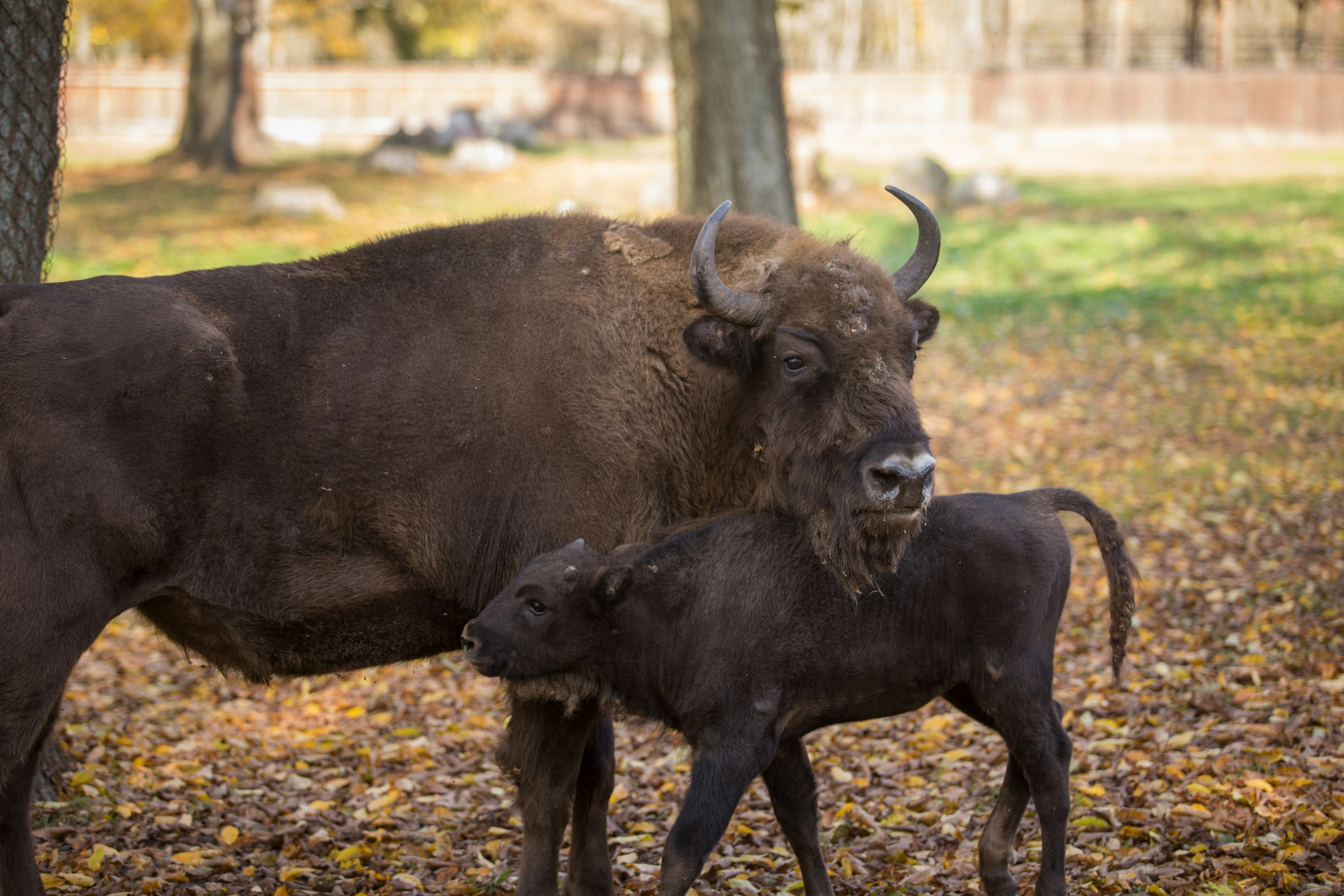 Foto Una madre bisonte y su bebé en una zona boscosa – Imagen Mamífero ...